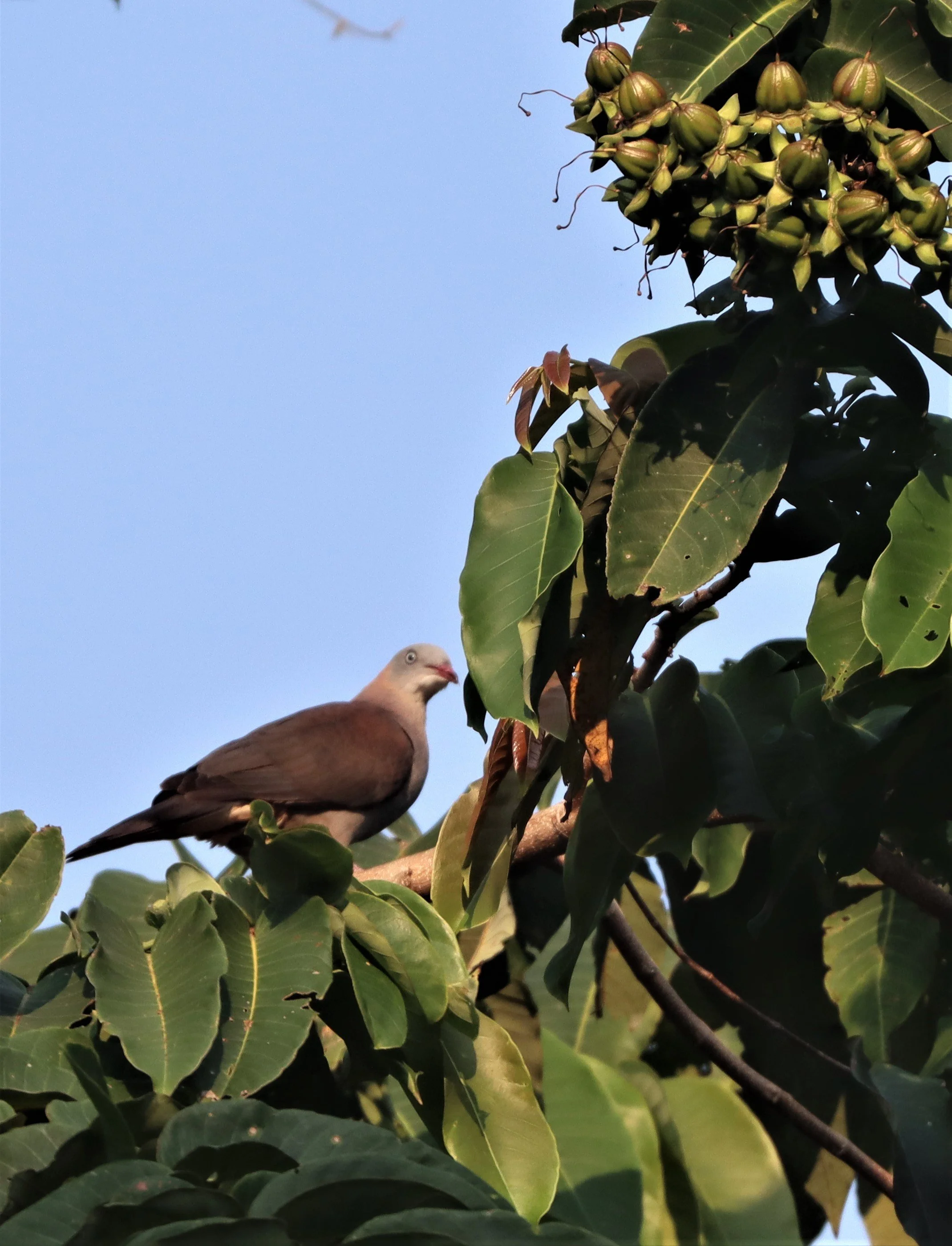 Genus Ducula Imperial Pigeons — Coke Smith Wildlife