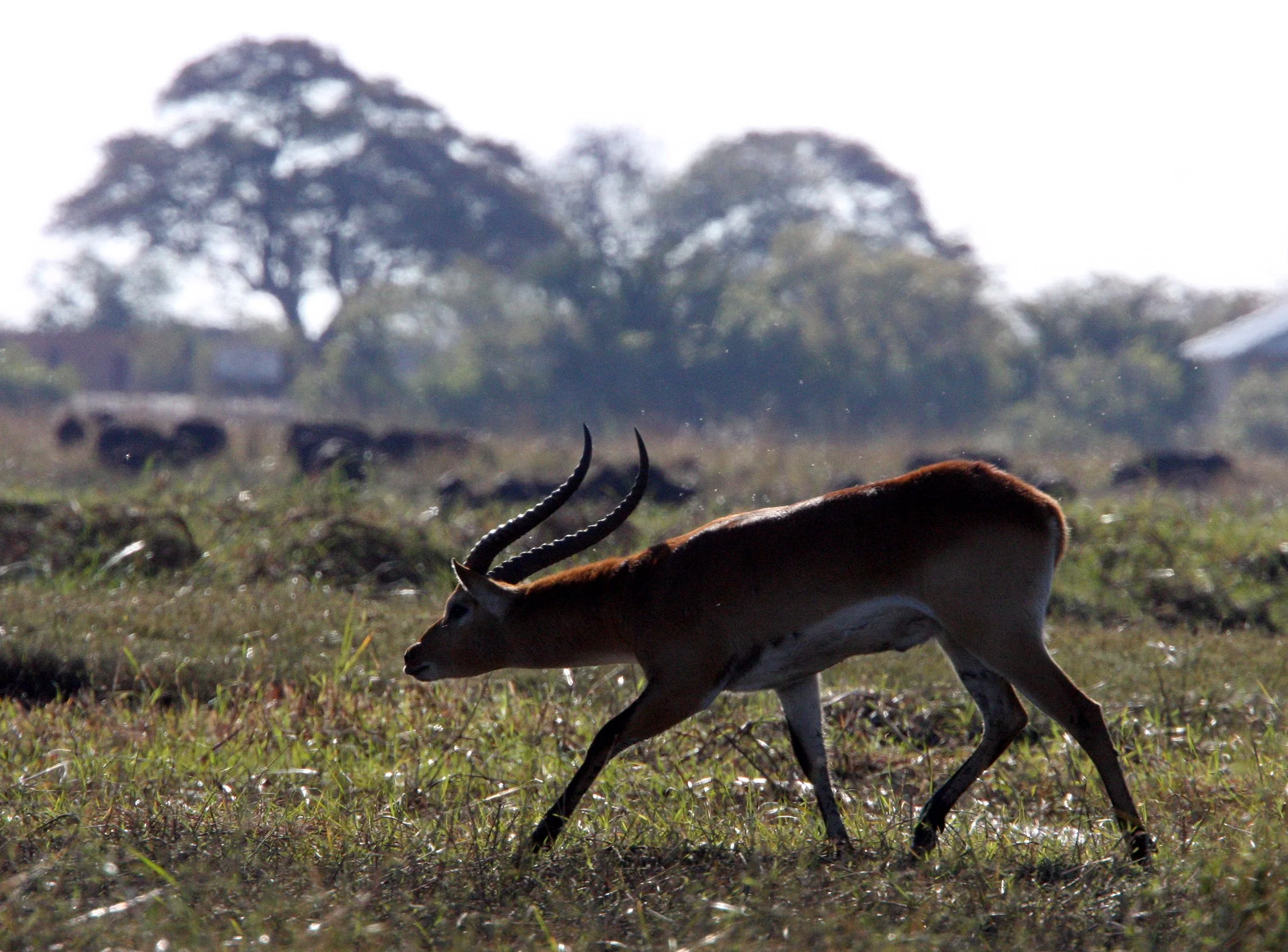 Genus Kobus the Kobs — Coke Smith Wildlife