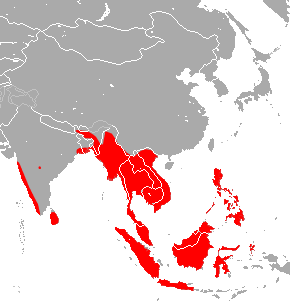 Genus Megaderma - False Vampire Bat — Coke Smith Wildlife