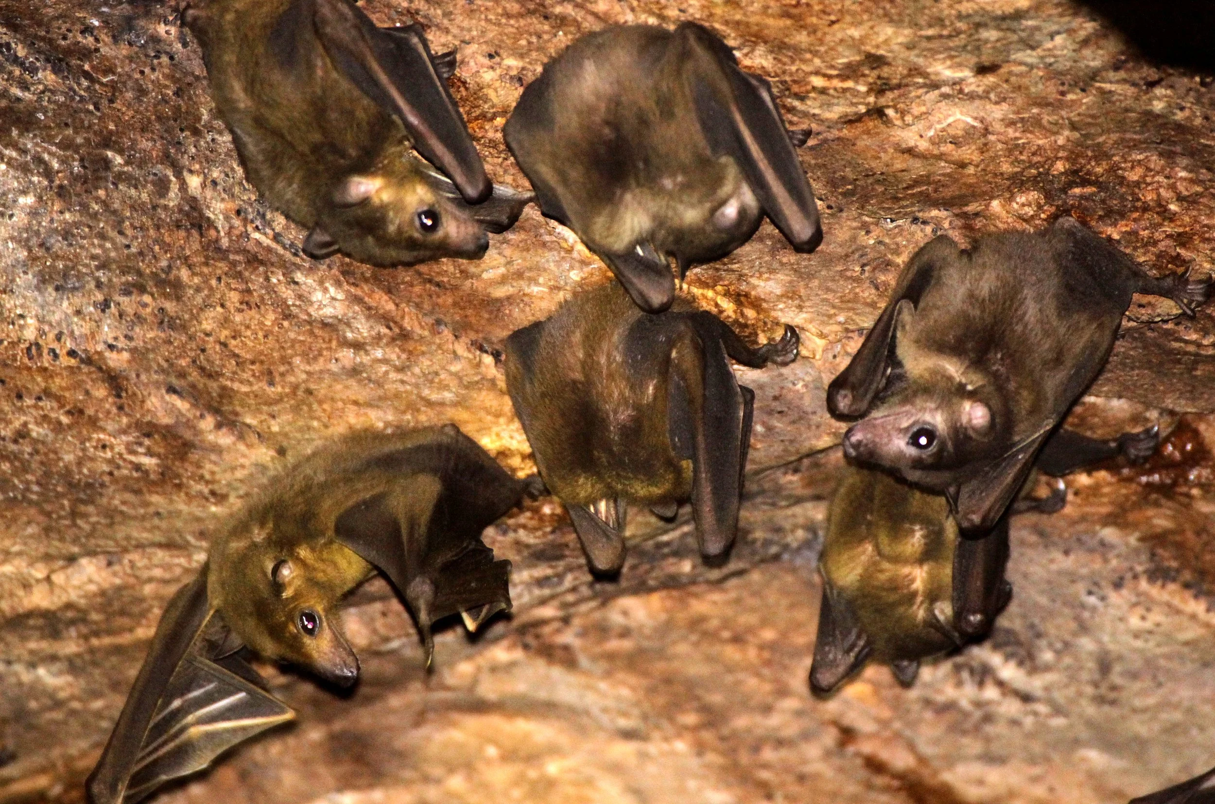 Genus Rousettus - Rousette Bats — Coke Smith Wildlife