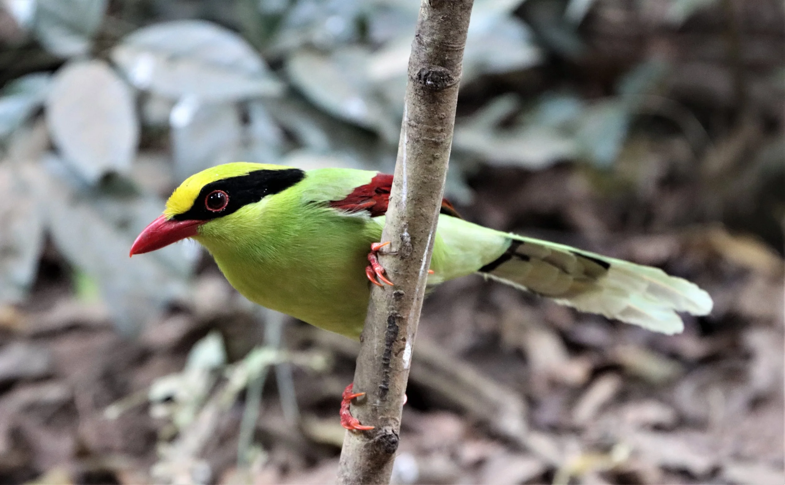 Common Green Magpie (Cissa chinensis) Thailand — Coke Smith Wildlife