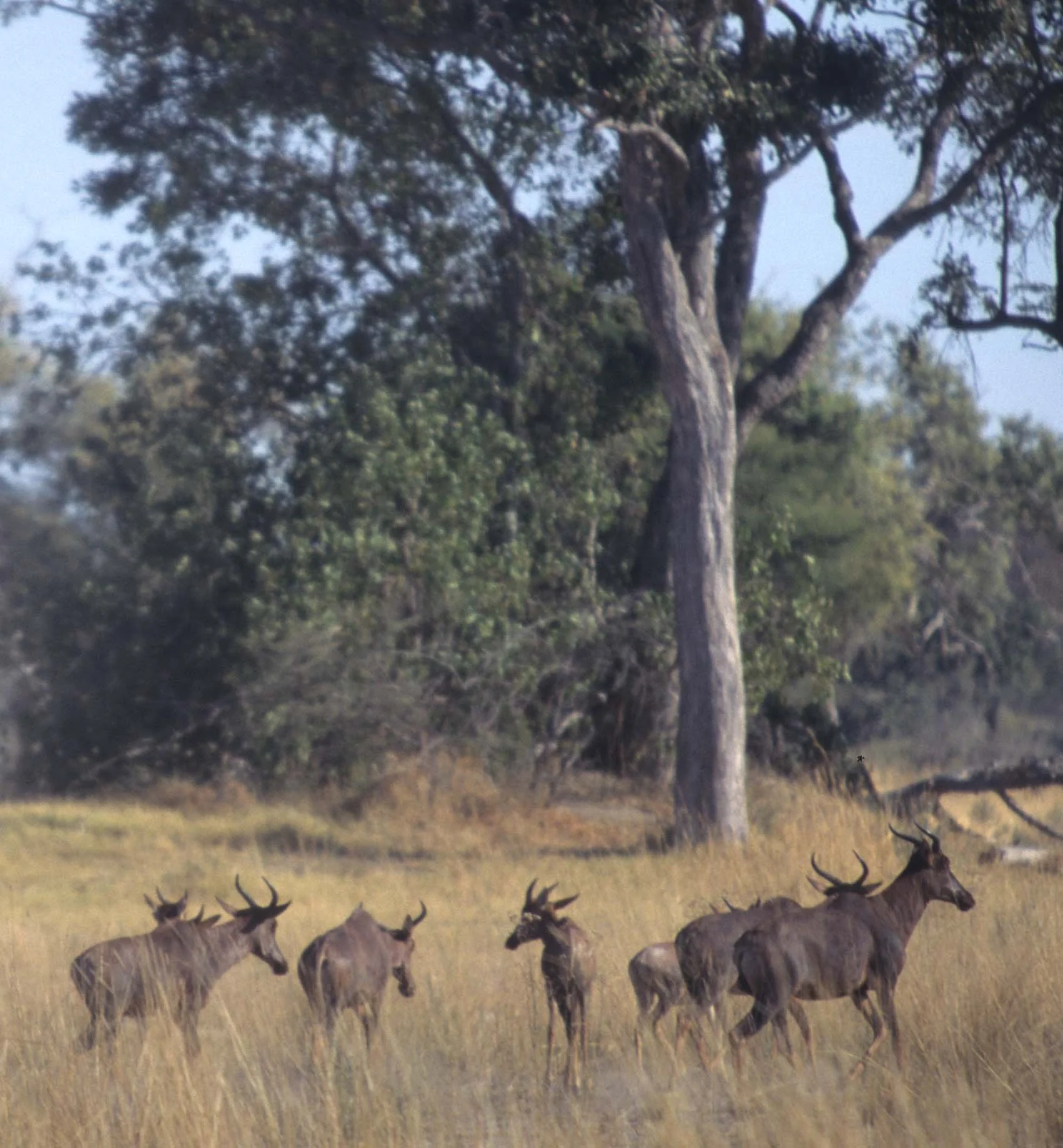 Genus Damaliscus Tsessebe & Topi — Coke Smith Wildlife