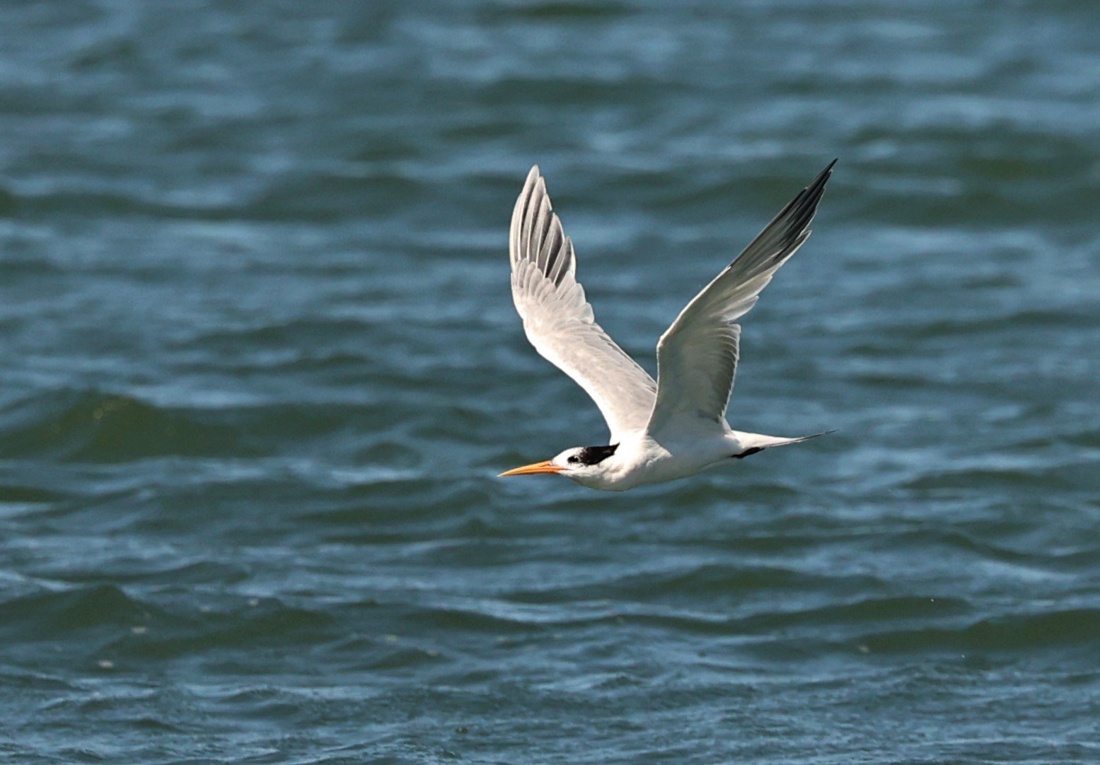 Elegant Tern (Thalasseus elegans) California Coast — Coke Smith Wildlife