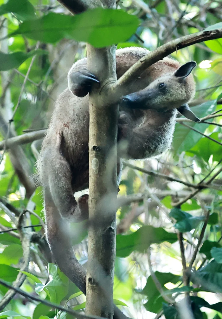 Southern Tamandua (Tamandua tetradactyla) — Coke Smith Wildlife