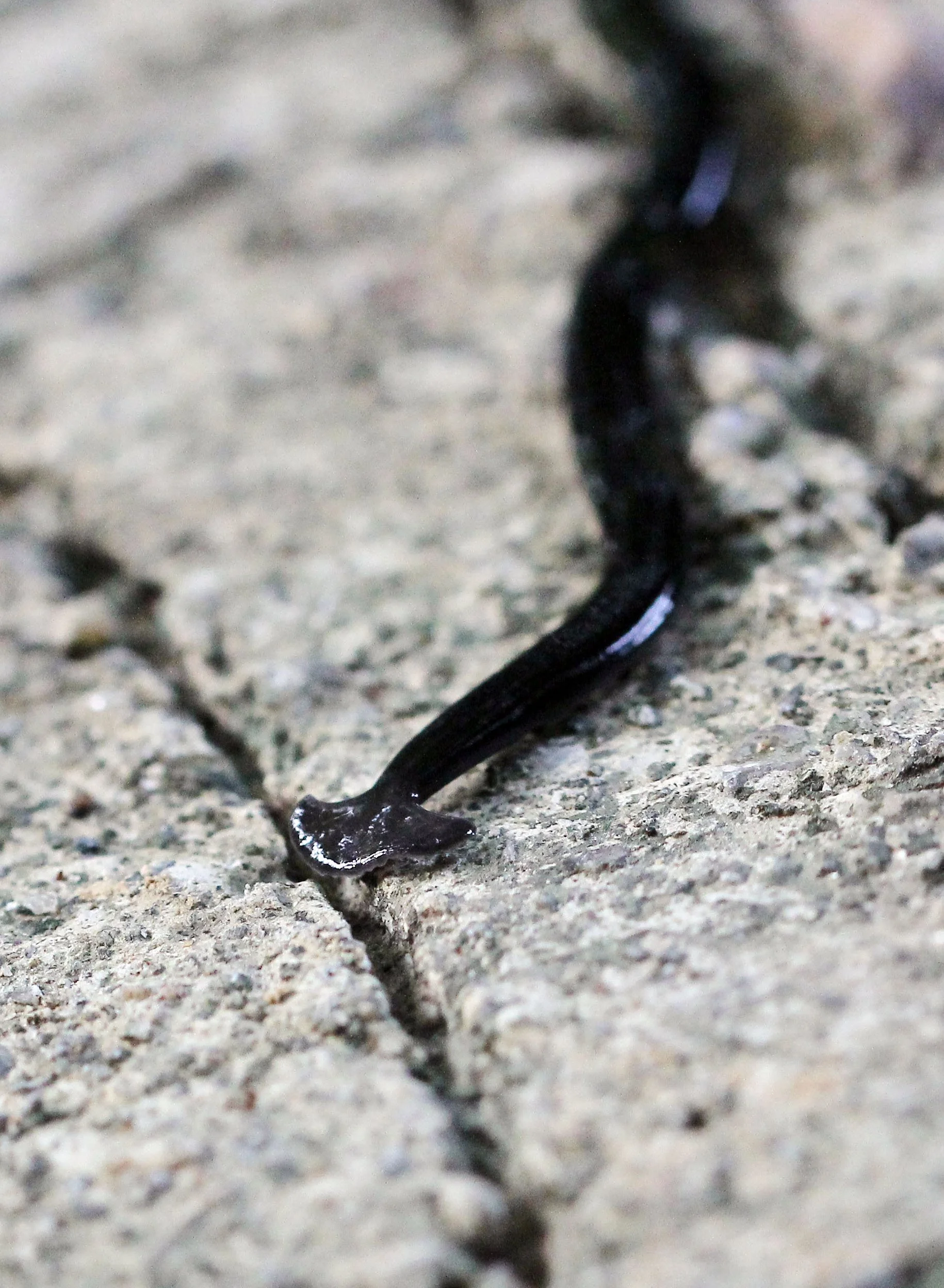 Phylum Annelida & Other Worms — Coke Smith Wildlife
