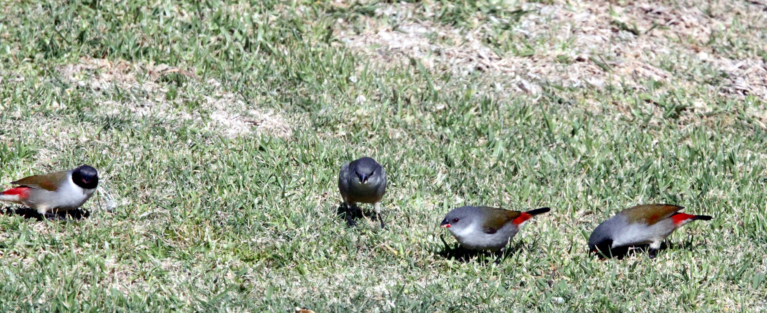 Swee Waxbill (Coccopygia melanotis) Tsitsikamma NP South Africa — Coke ...