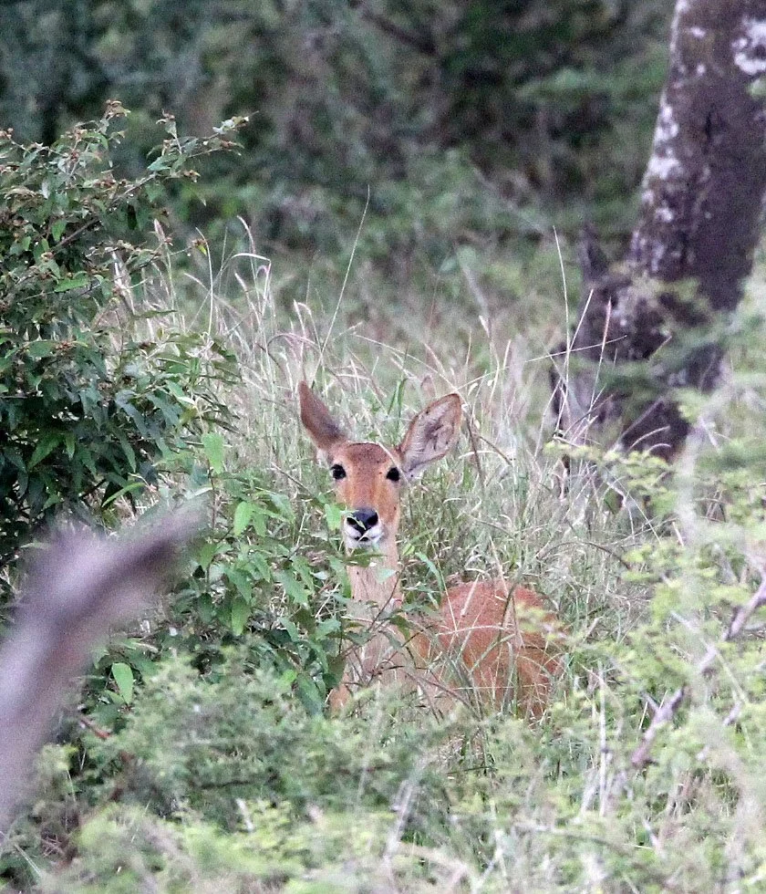 Genus Redunca Reedbucks — Coke Smith Wildlife