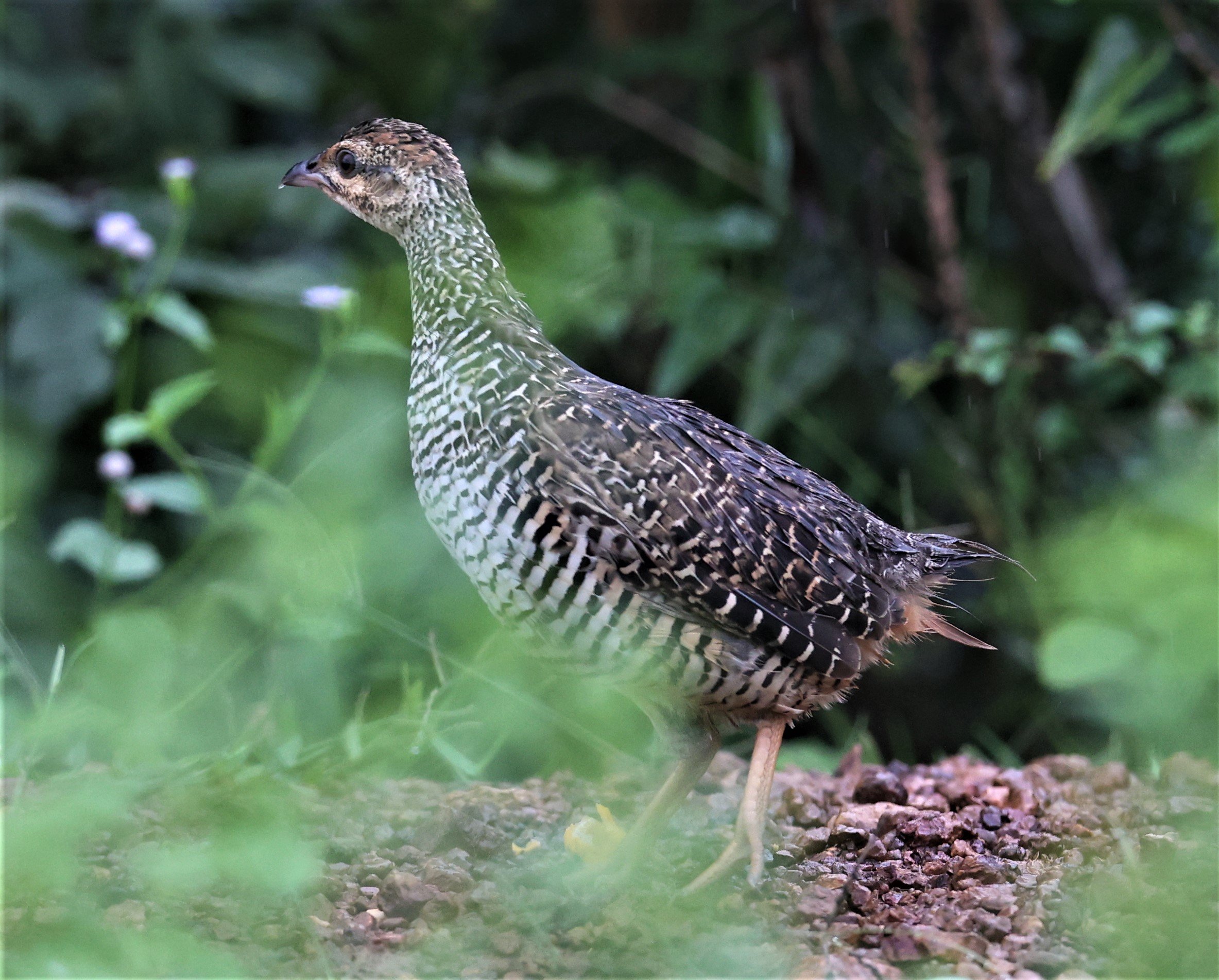 Chinese francolin (Francolinus pintadeanus) — Coke Smith Wildlife
