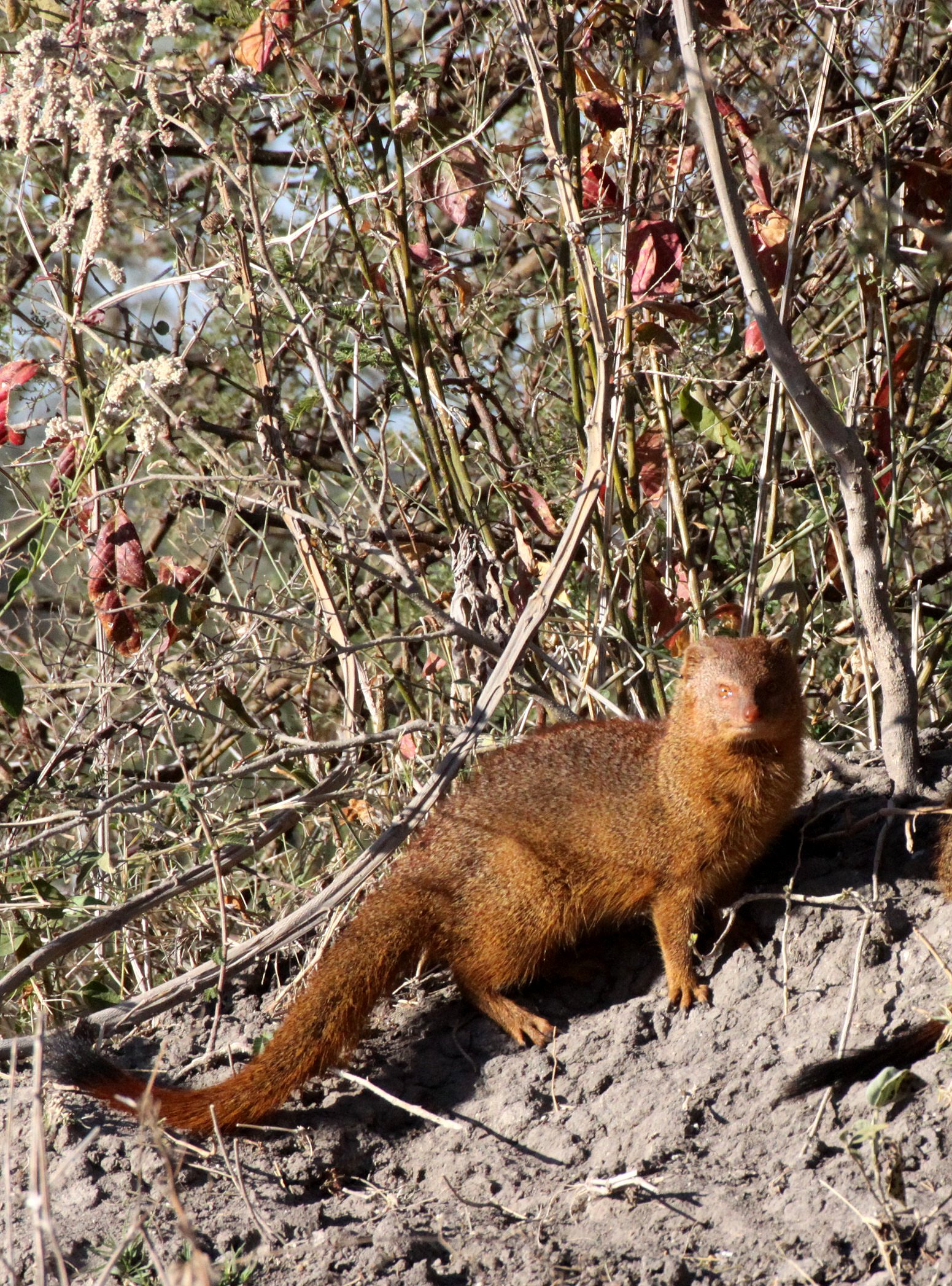 Herpestes sanguinea - Slender Mongoose — Coke Smith Wildlife