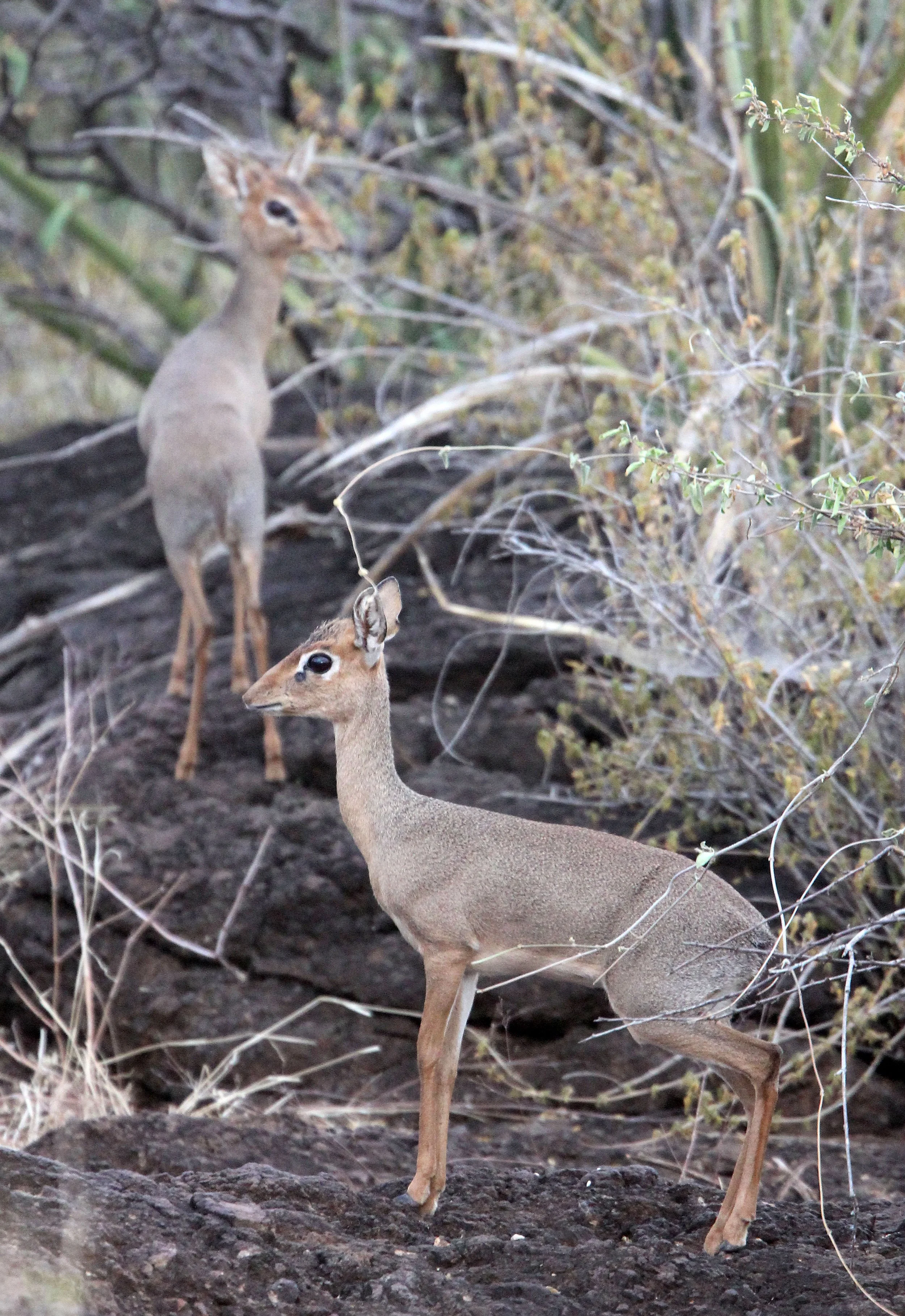 Genus Madoqua Dik Diks — Coke Smith Wildlife