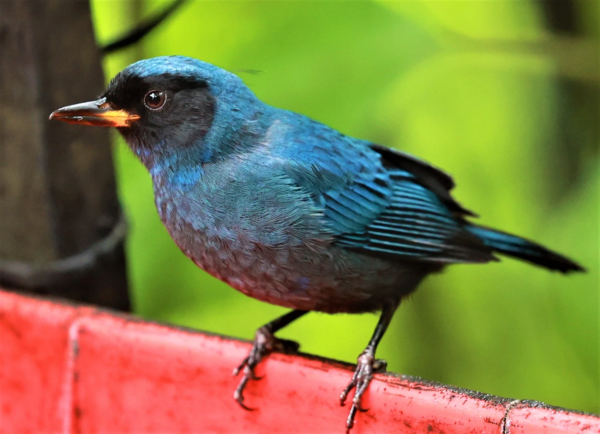 Genus Diglossa Flowerpiercers — Coke Smith Wildlife