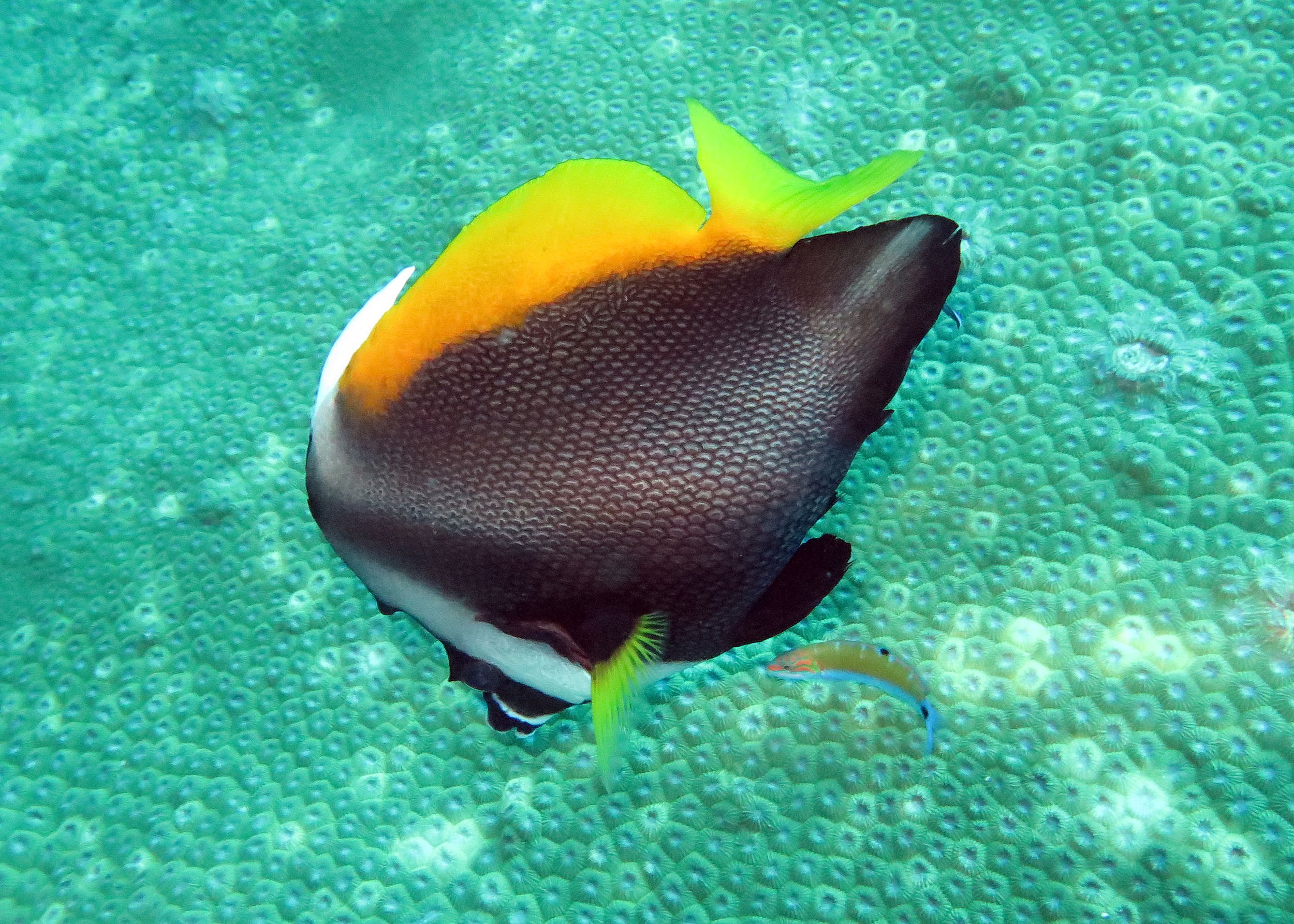 Family Chaetodontidae - Butterflyfish — Coke Smith Wildlife