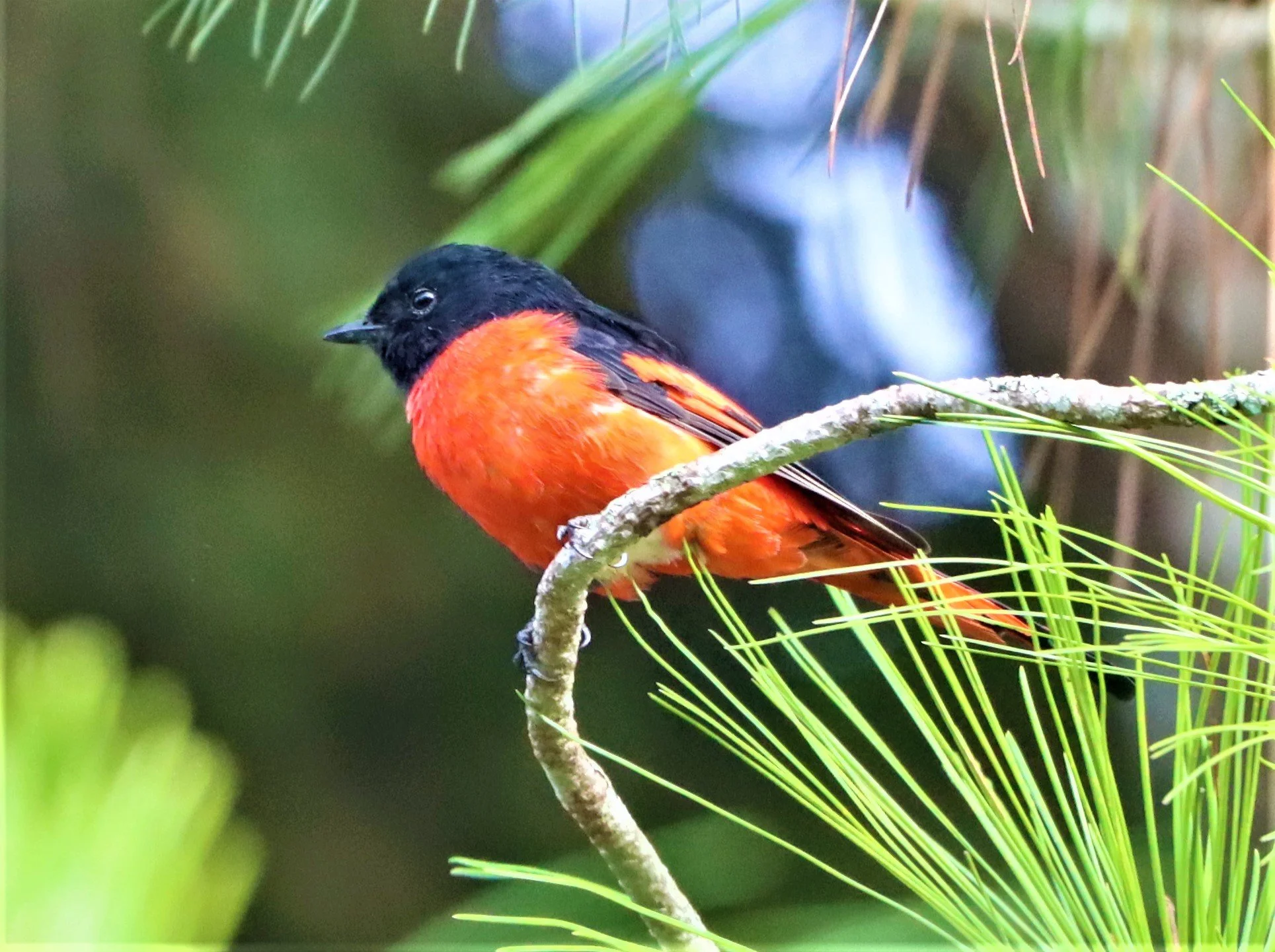 Short-billed Minivet (Pericrocotus brevirostris) Doi Ang Kang Chiang ...