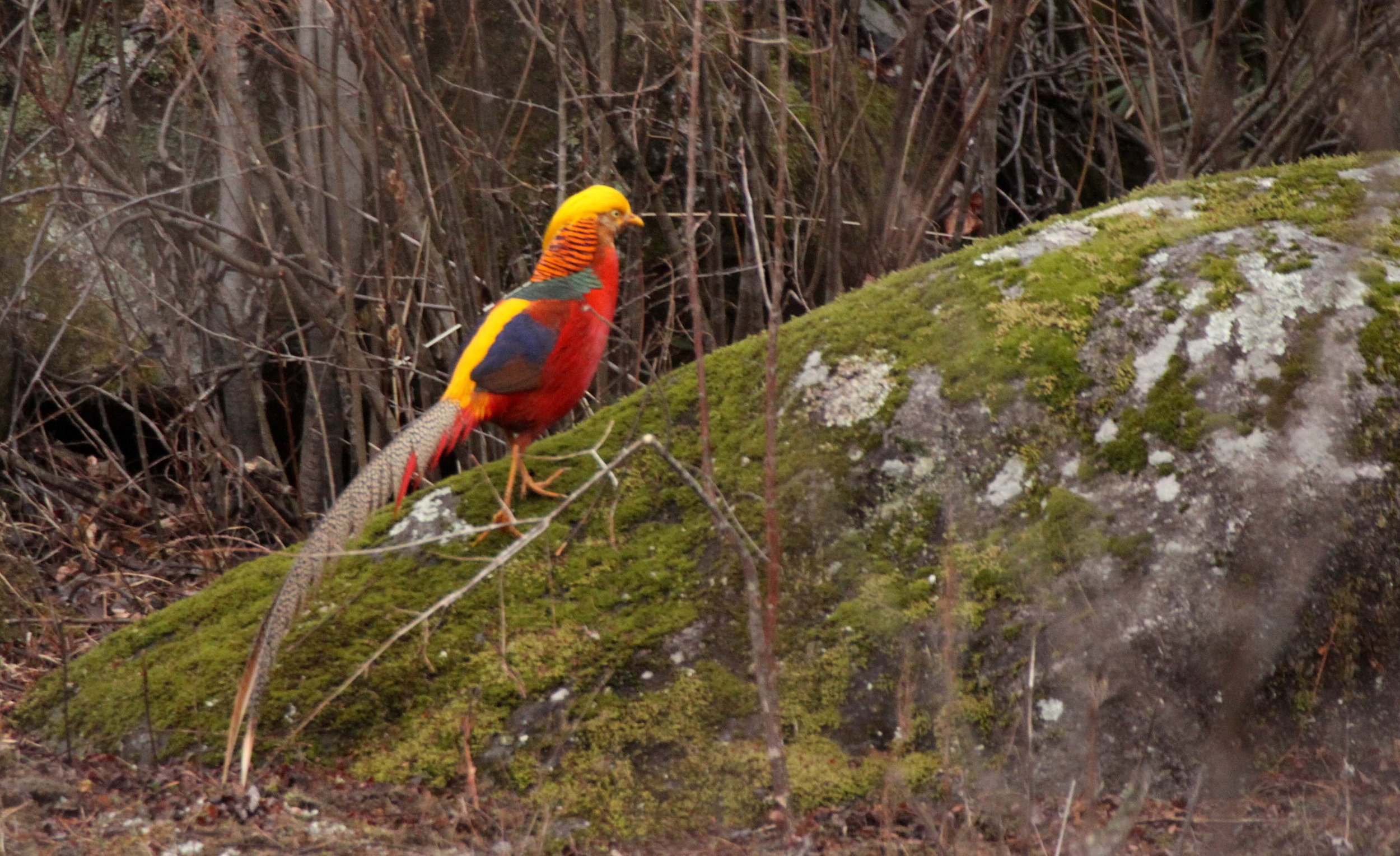 Genus Chrysolophus, Pheasants — Coke Smith Wildlife