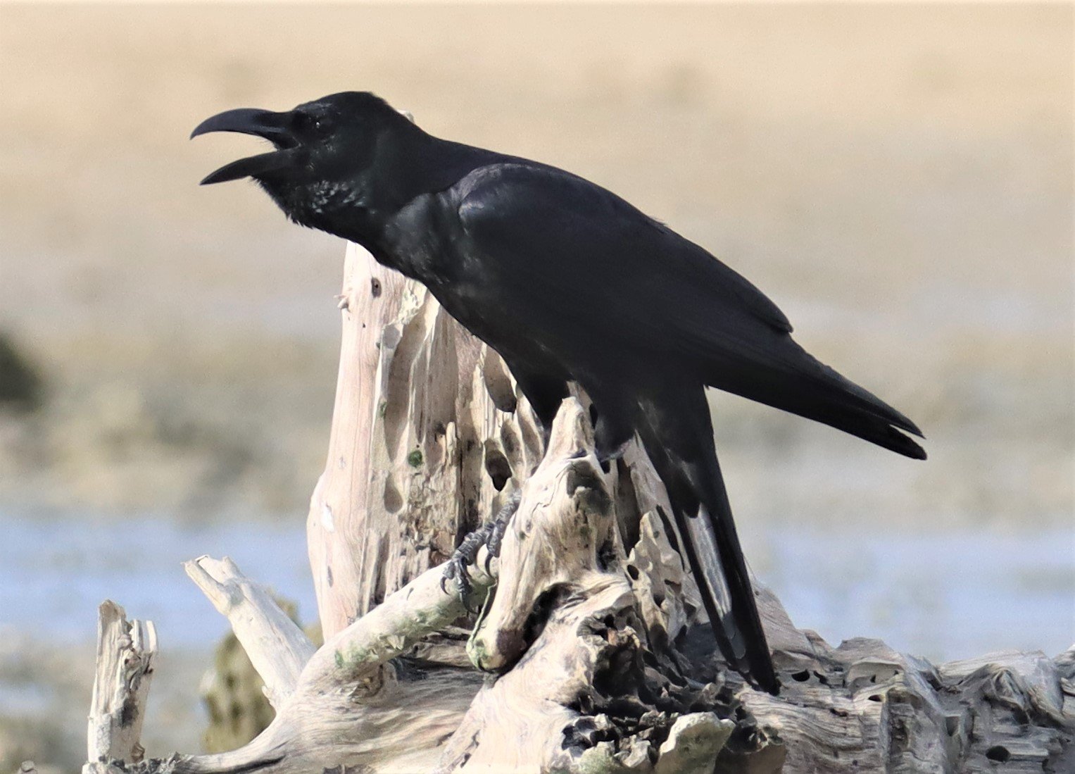 Large-billed Crow (Corvus macrorhynchos) Thailand, China, Japan — Coke Smith Wildlife