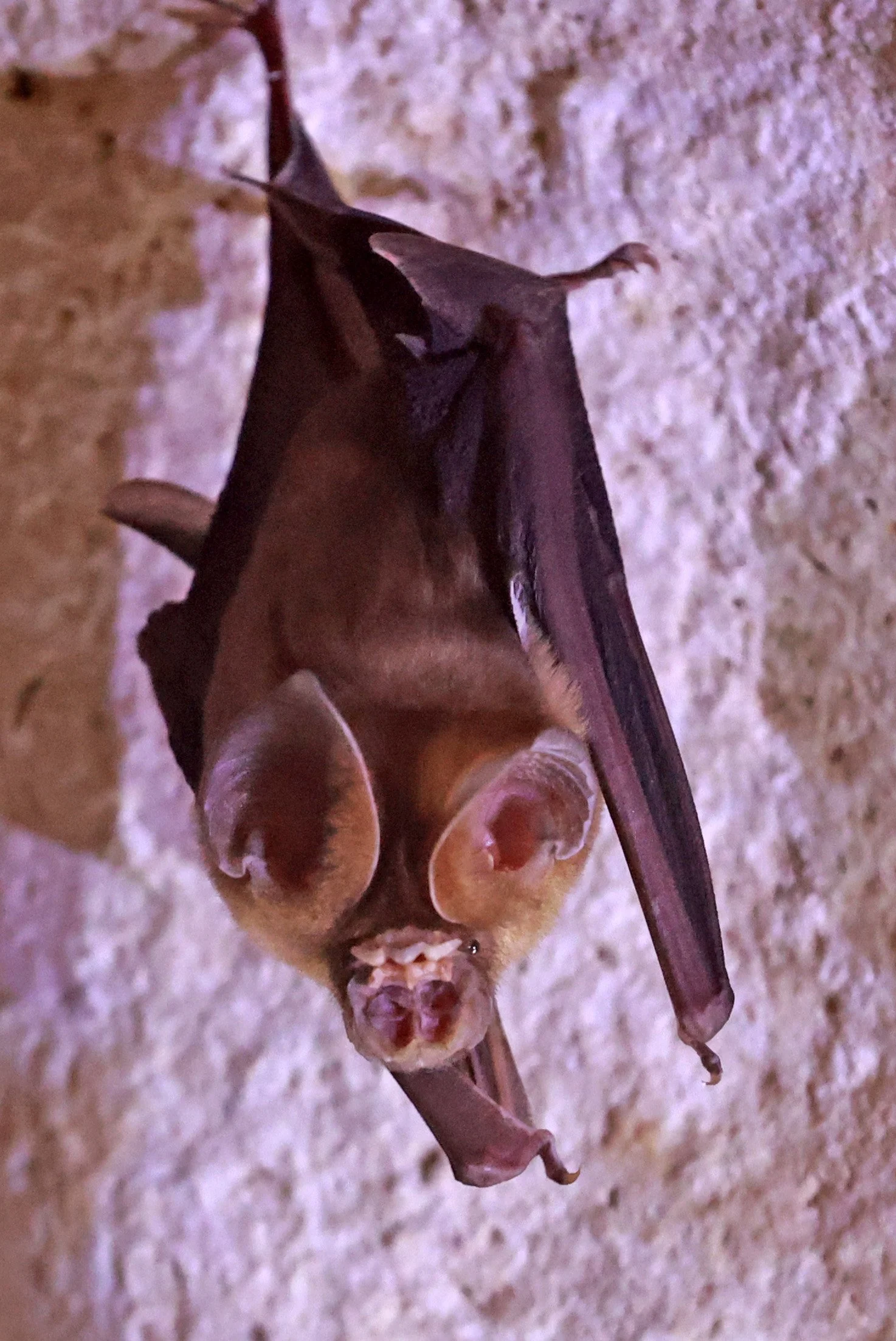 Large Asian Roundleaf Bat (Hipposideros lekaguli) — Coke Smith Wildlife