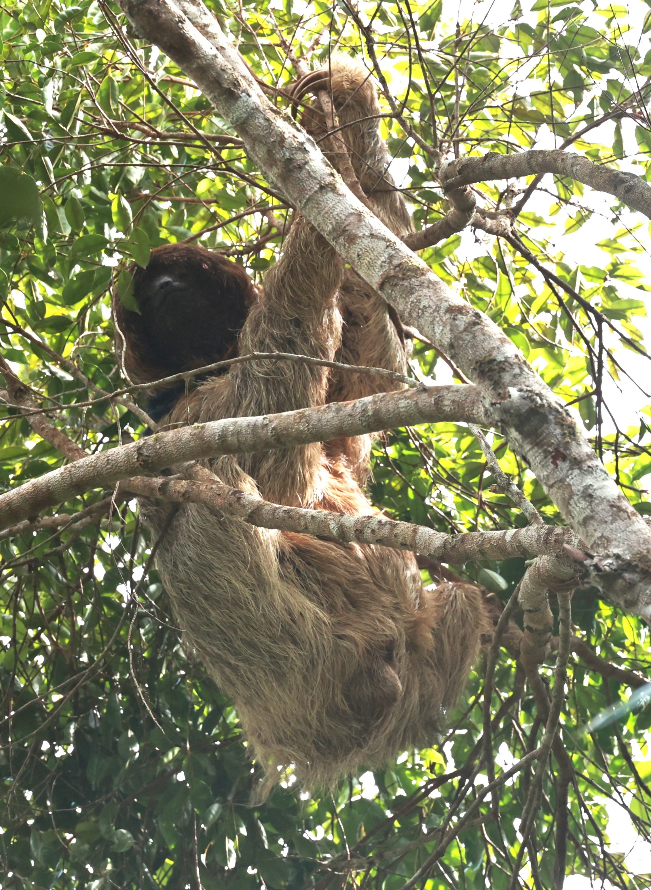 Northern & Southern Maned Sloths — Coke Smith Wildlife