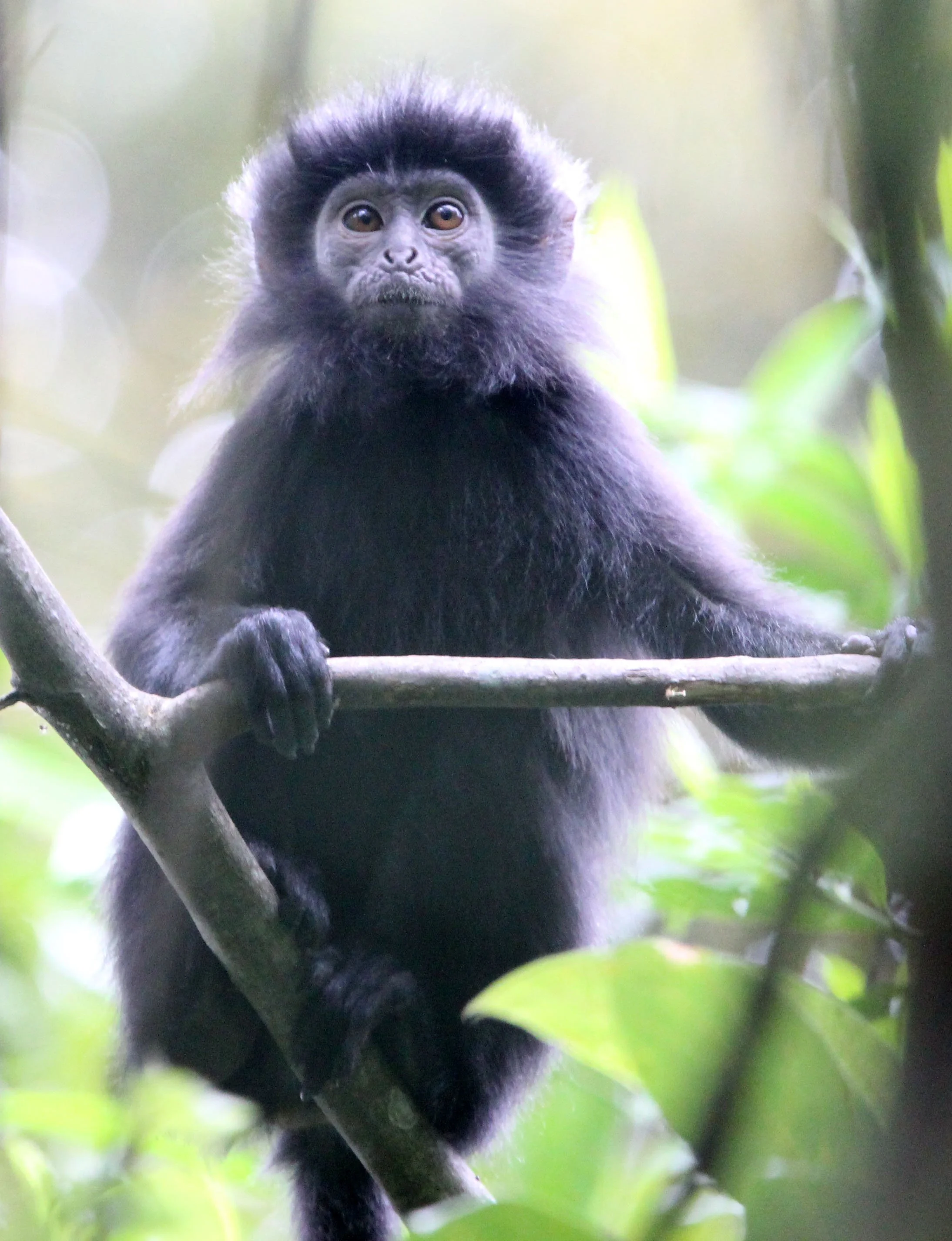 Trachypithecus mauritius West Javan Ebony Langur — Coke Smith Wildlife