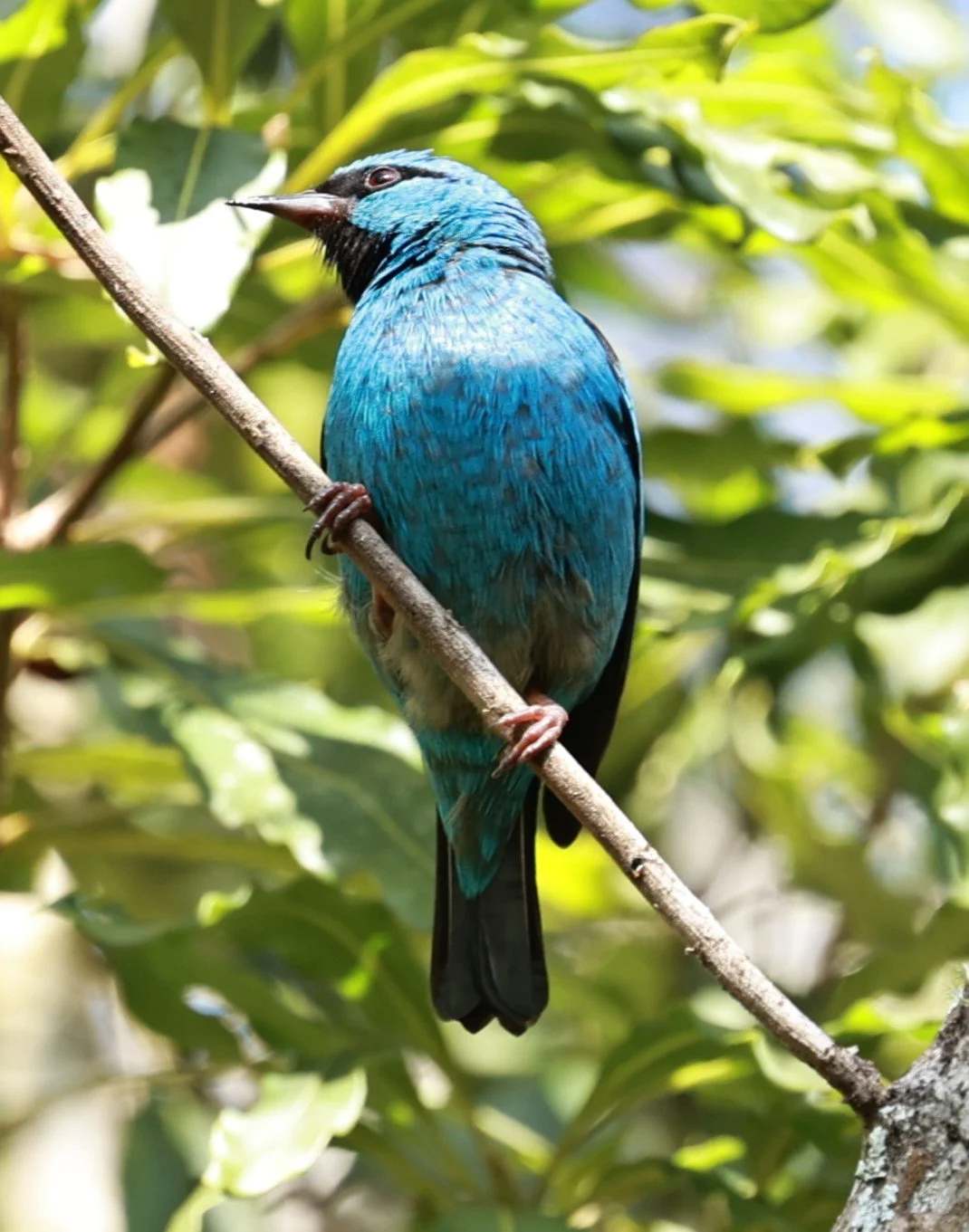 Birds of Caracas Seminary and Biological Reserve, Minas Gerais Brazil ...