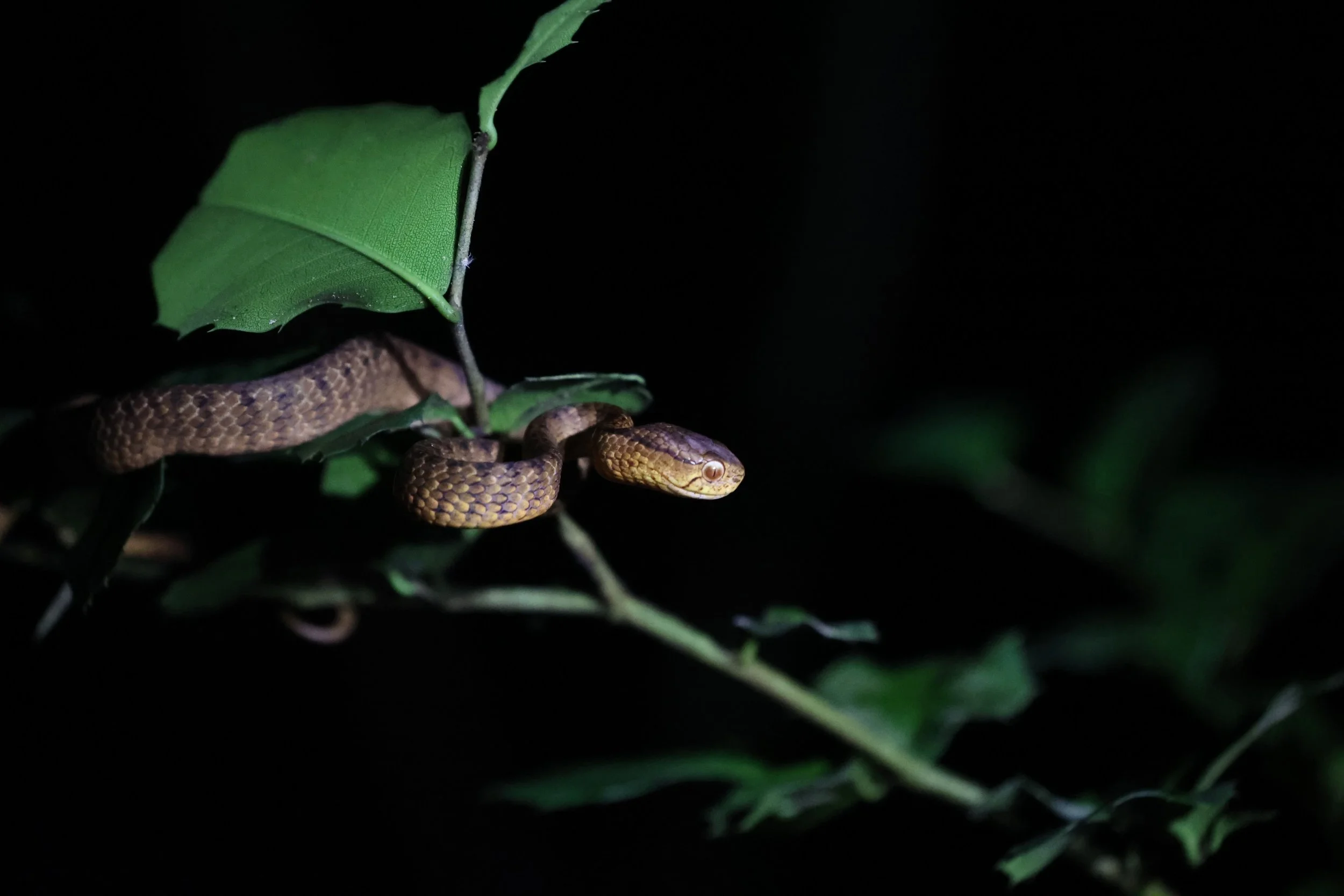 Family Pareidae - Slug Snakes — Coke Smith Wildlife