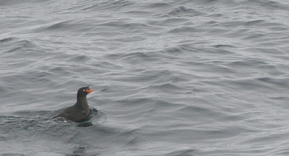 Genus Aethia, Auklets — Coke Smith Wildlife