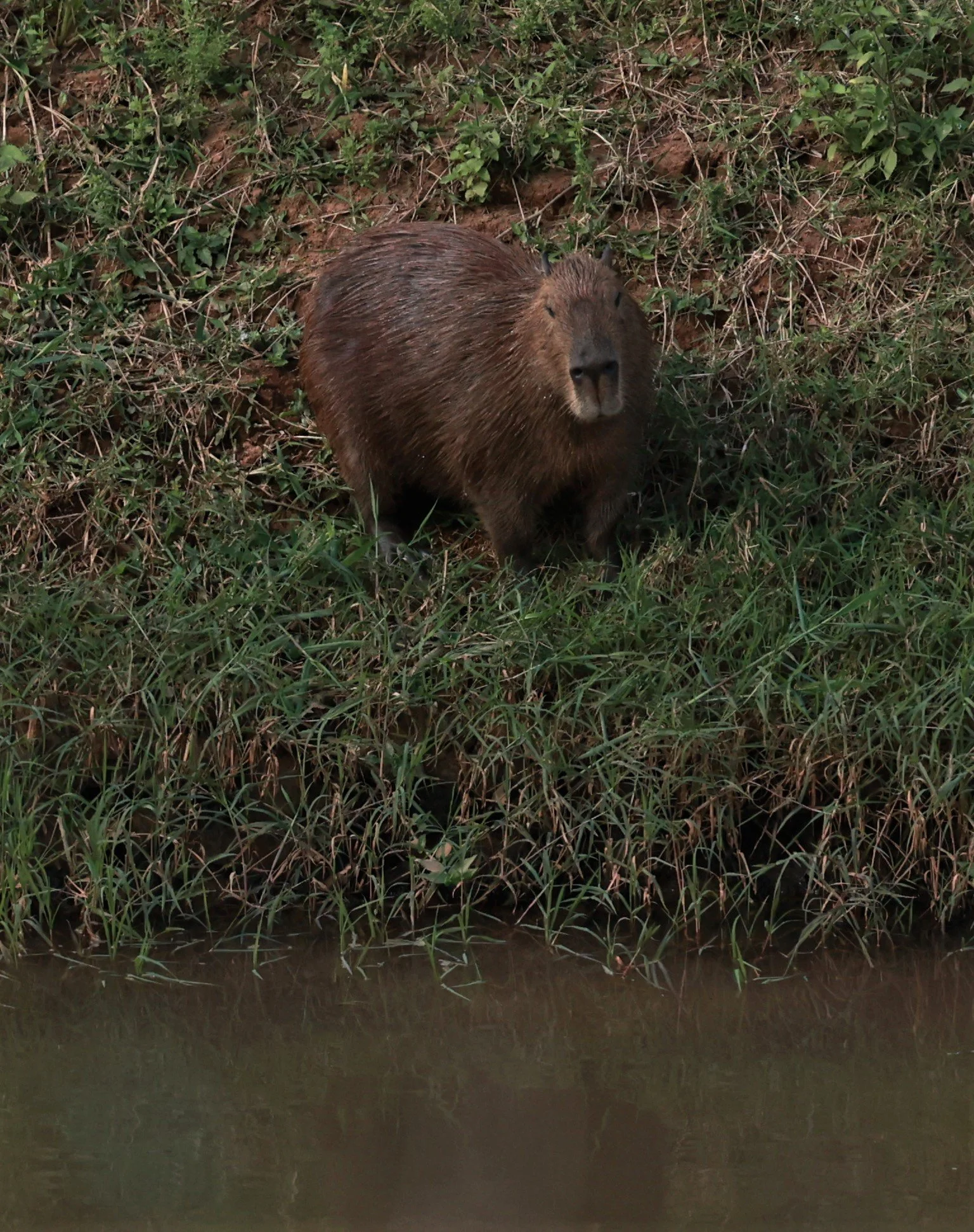 Capybara or Greater Capybara (Hydrochoerus hydrochaeris) — Coke Smith ...