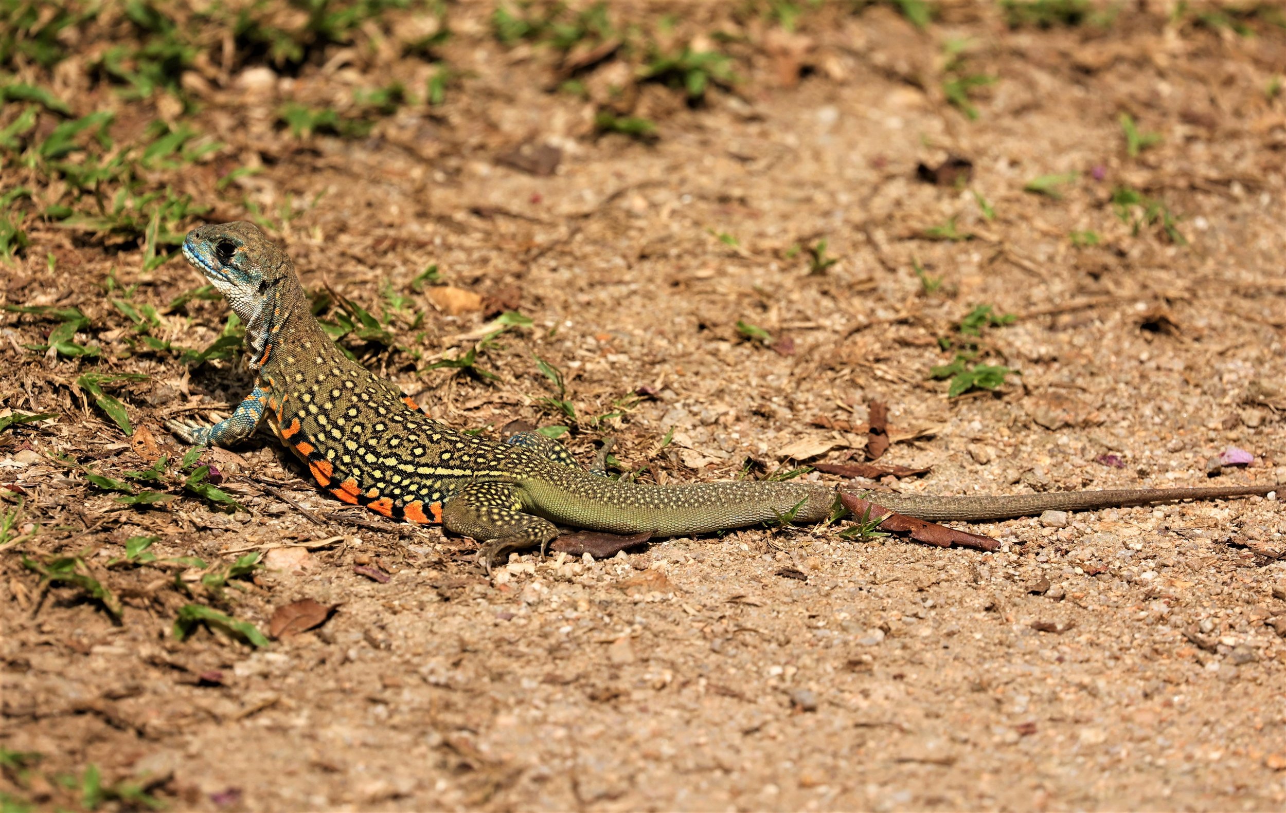 Subfamily Leiolepidinae - Butterfly Lizards — Coke Smith Wildlife