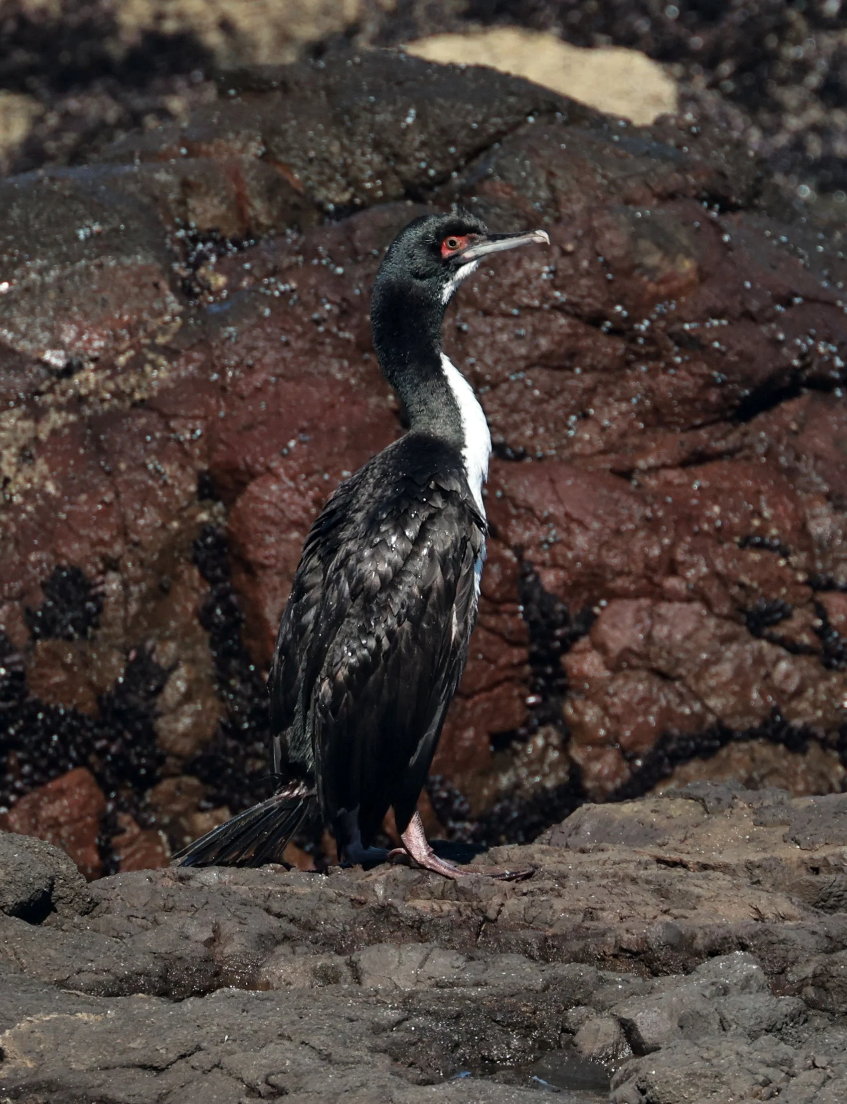 Birds of Arica and Northern Coastal Chile — Coke Smith Wildlife