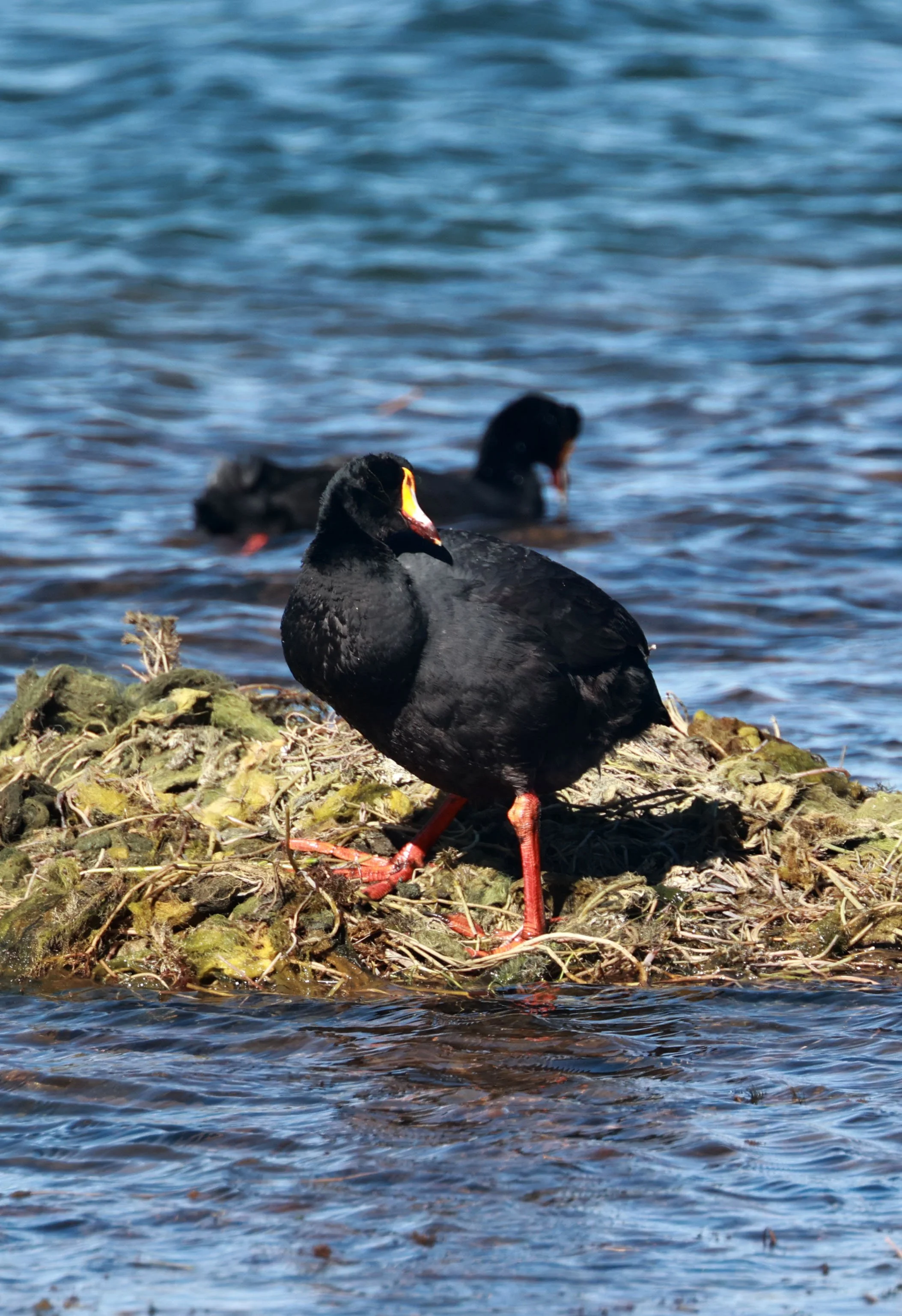 Genus Fulica Coots — Coke Smith Wildlife