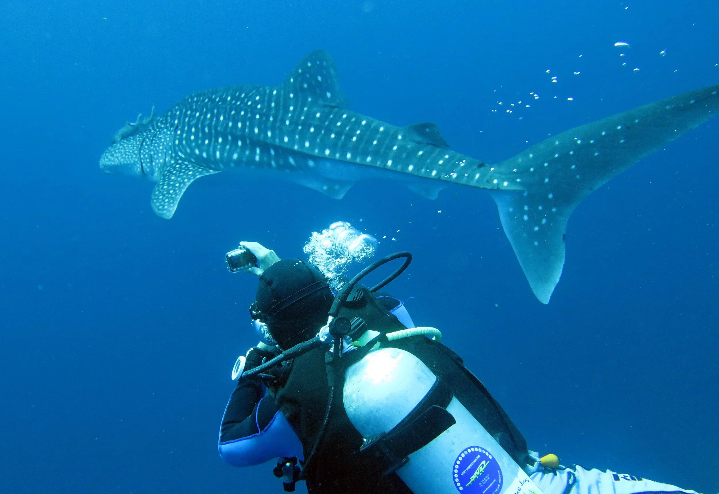 Class Chondrichthyes - Sharks & Rays — Coke Smith Wildlife
