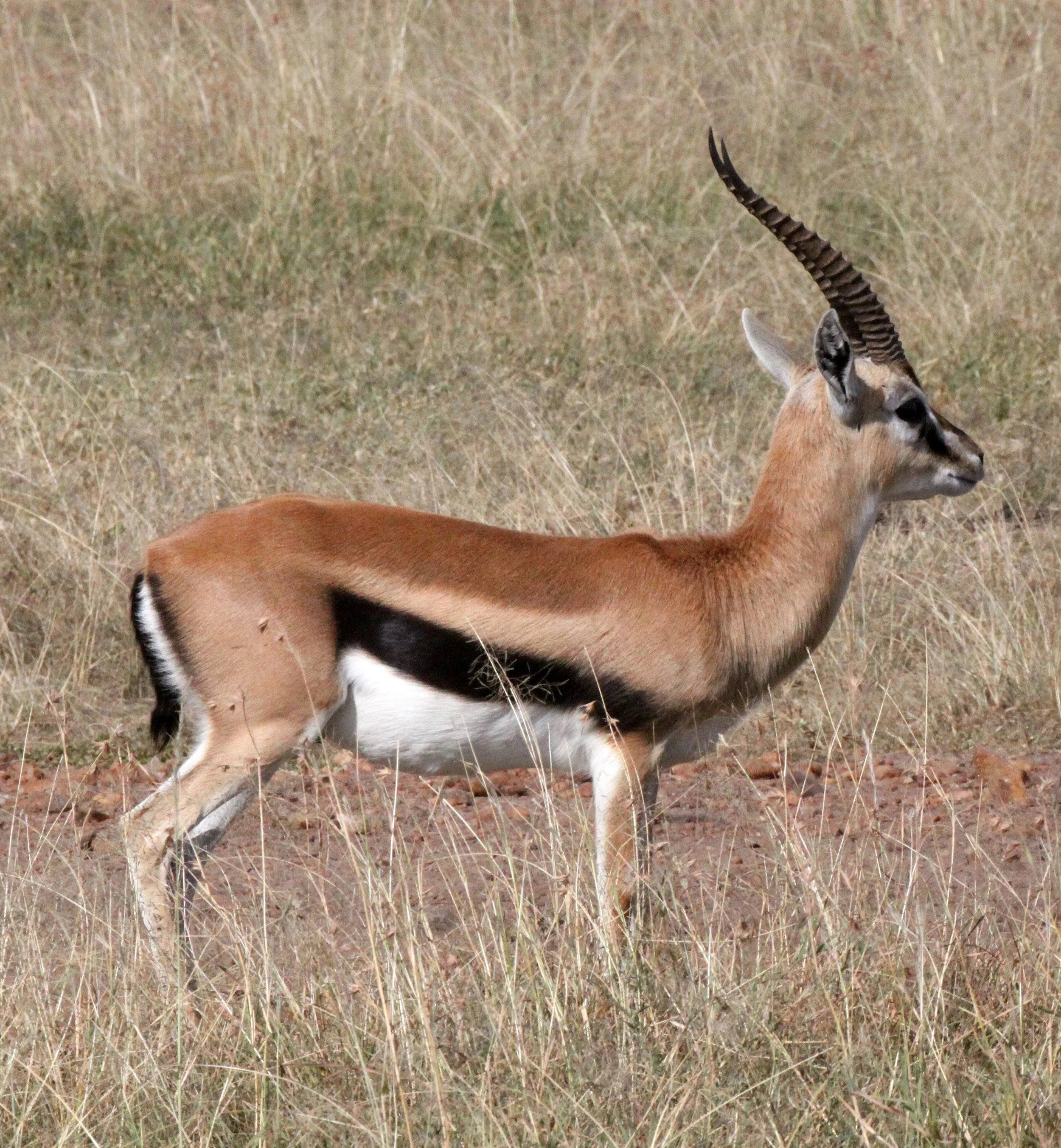 Genus Eudorcas Gazelles — Coke Smith Wildlife