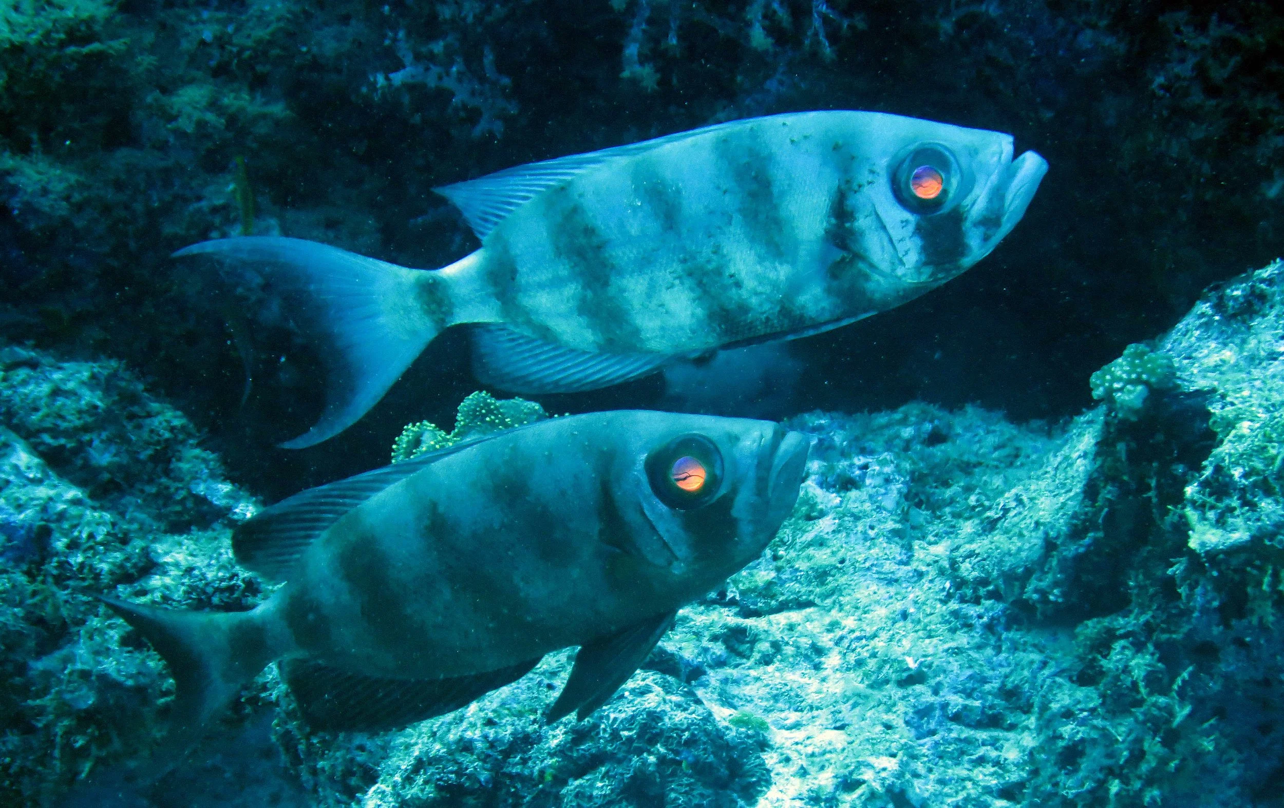 Family Priacanthidae - Bigeyes — Coke Smith Wildlife