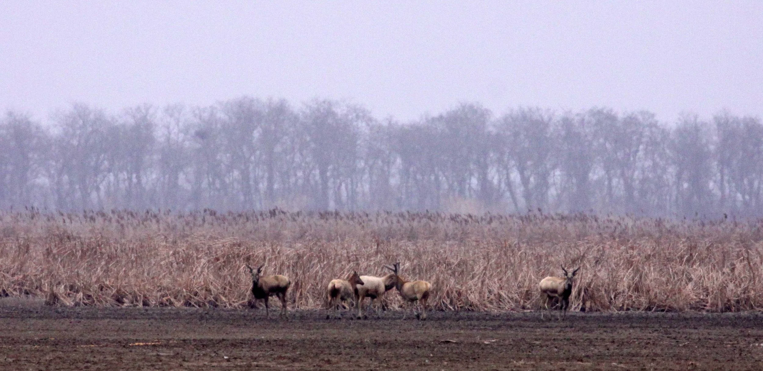 Pere David’s Deer (Elaphurus davidianus) — Coke Smith Wildlife