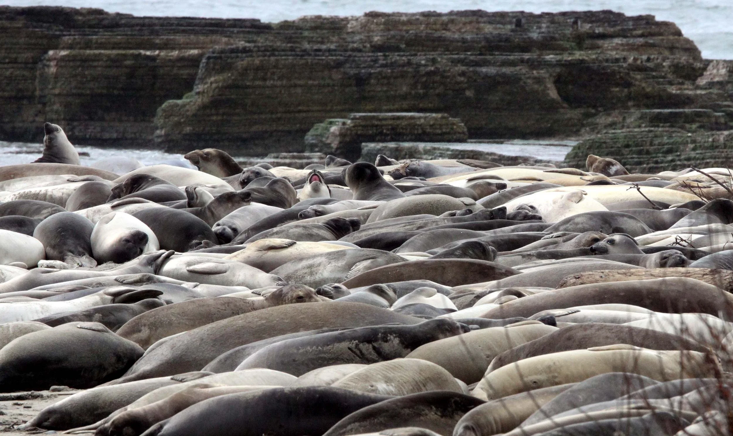 Genus Mirounga Elephant Seals — Coke Smith Wildlife