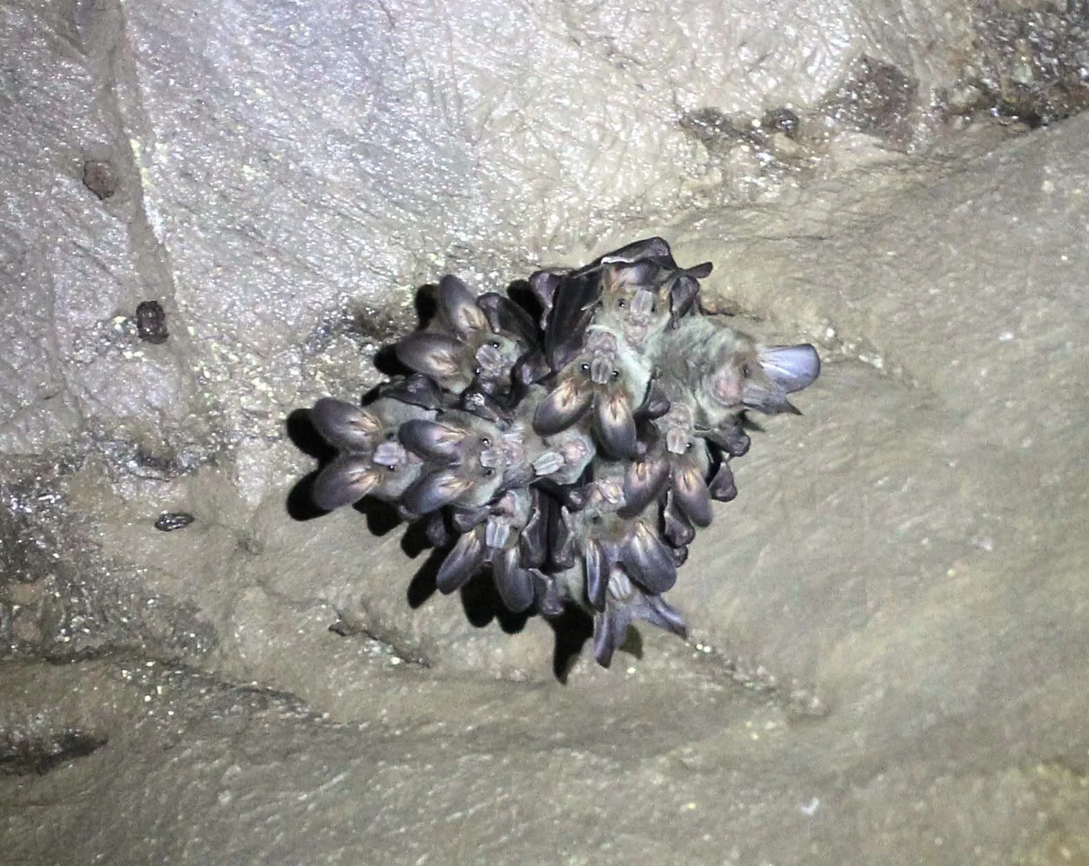 Genus Megaderma - False Vampire Bat — Coke Smith Wildlife