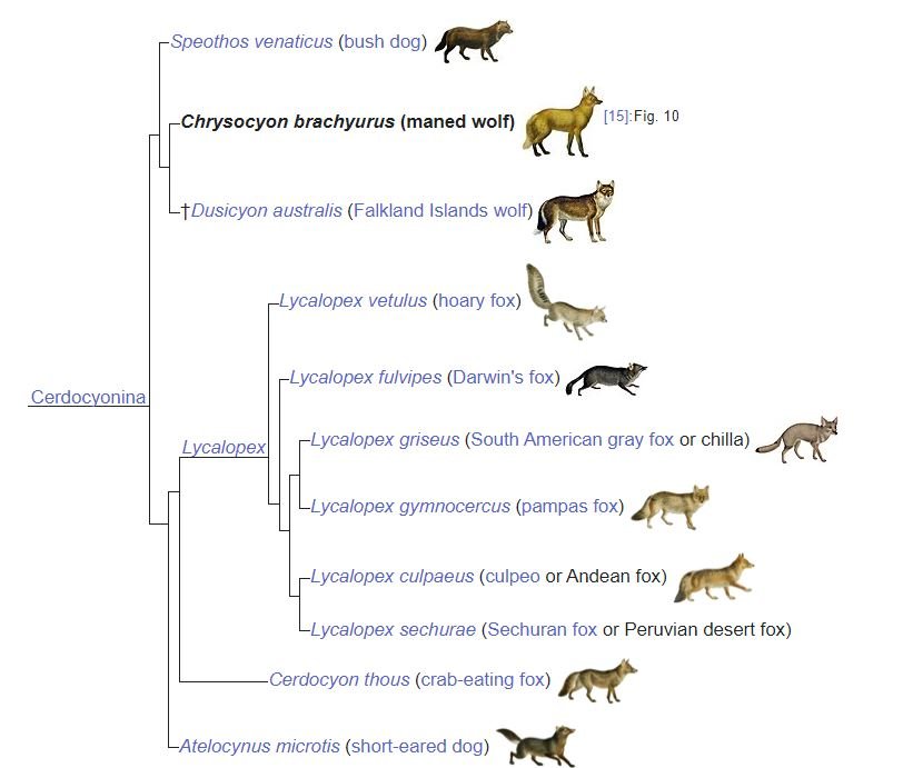 Maned Wolf (Chrysocyon brachyurus) — Coke Smith Wildlife