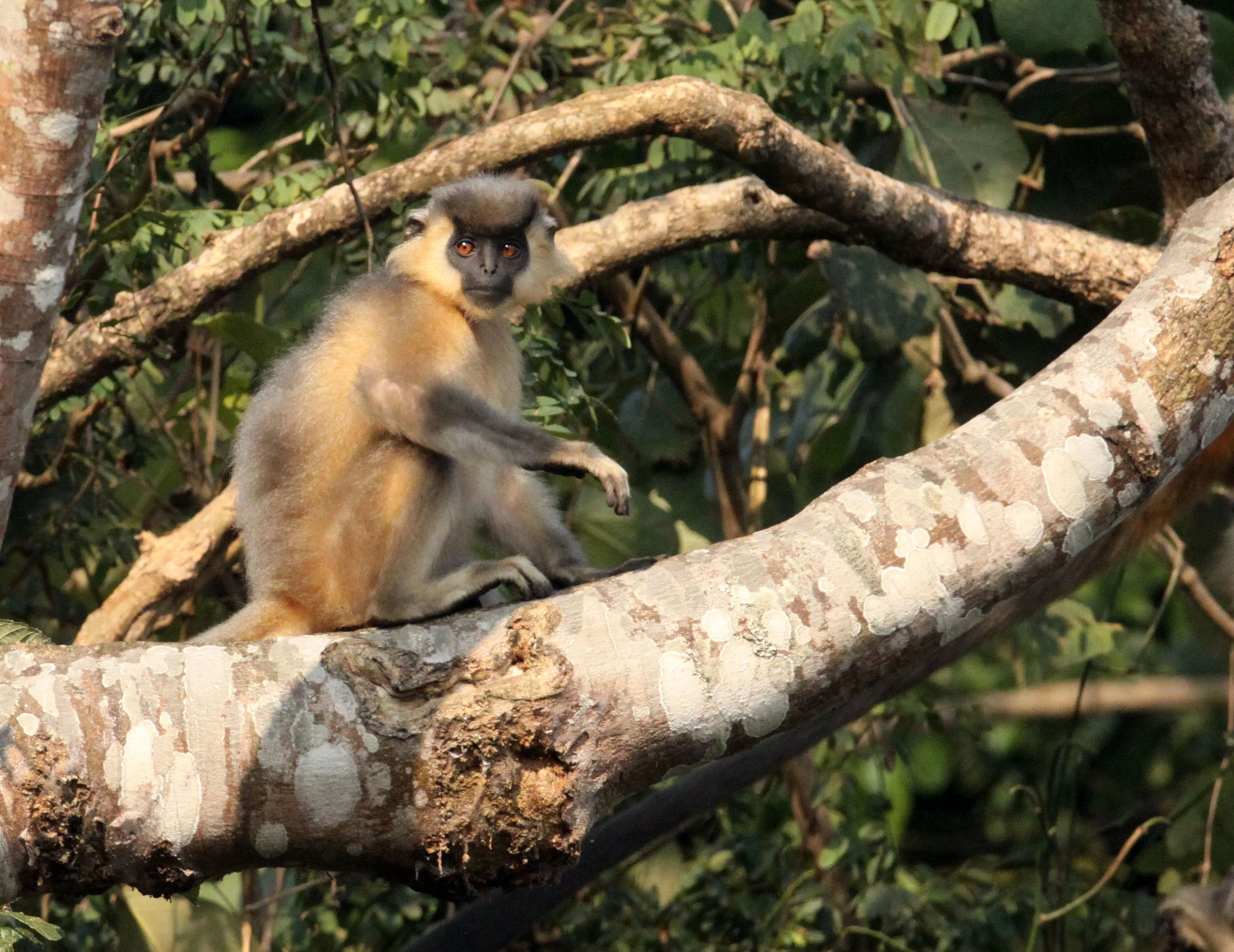Trachypithecus pileatus tenebricus Tenebrous Capped Langur — Coke Smith ...