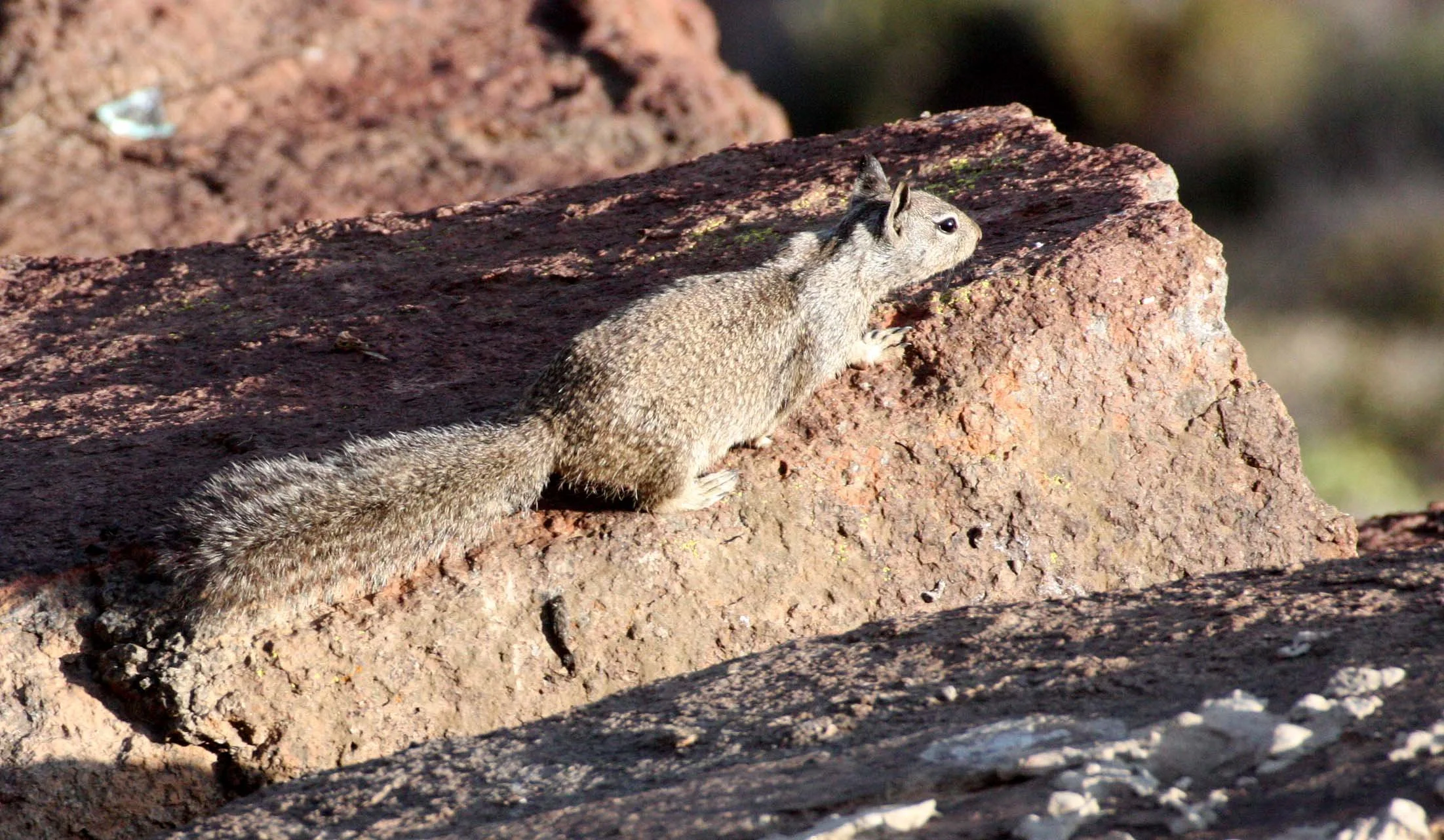 Genus Otospermophilus Ground Squirrels — Coke Smith Wildlife