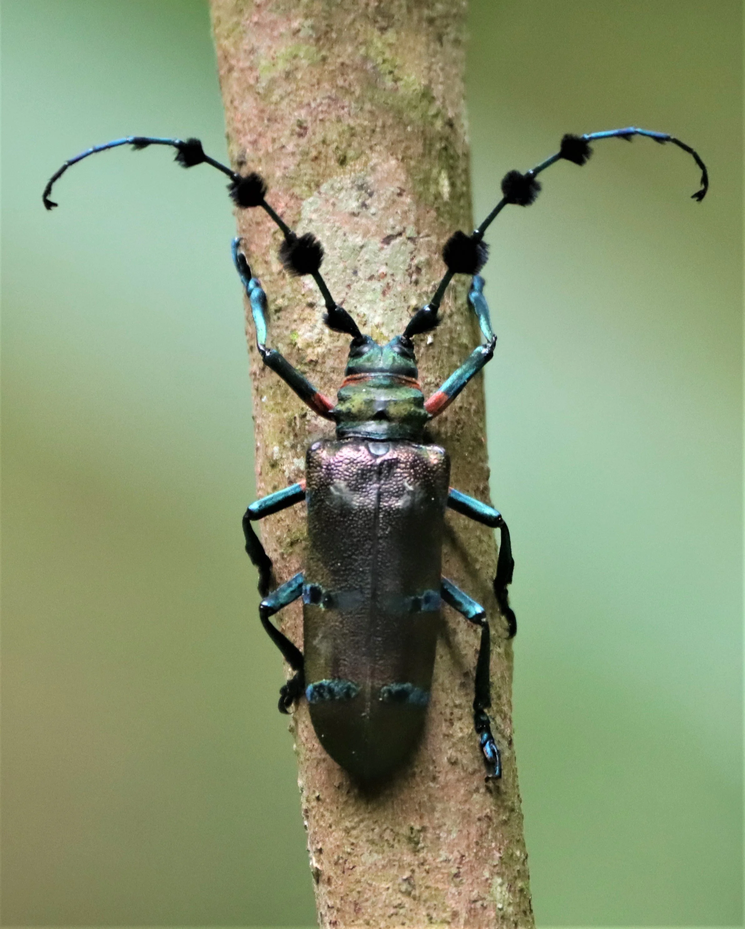 Family Cerambycidae - Longhorn Beetles — Coke Smith Wildlife