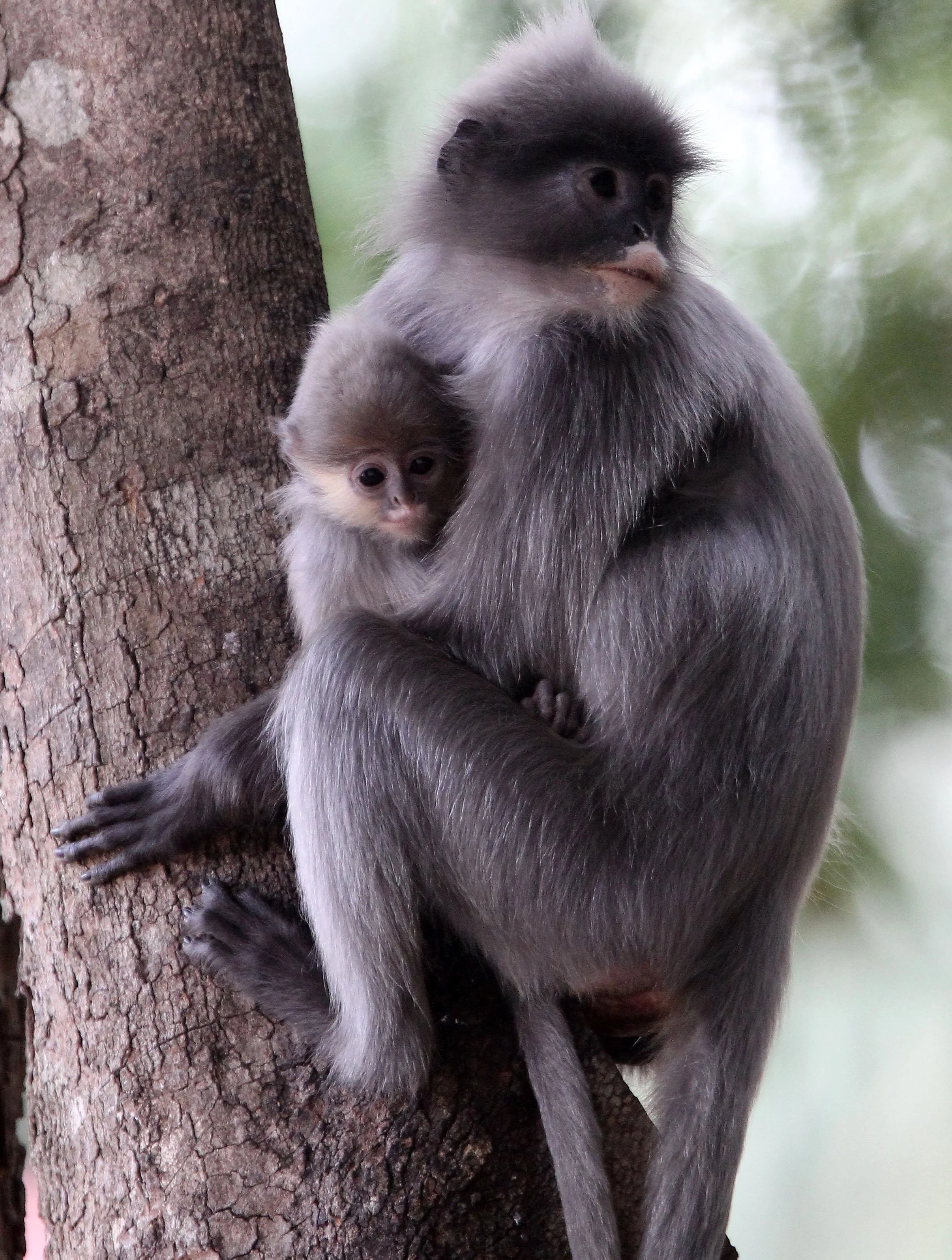 Trachypithecus crepusculus Indochinese Gray Langur — Coke Smith Wildlife