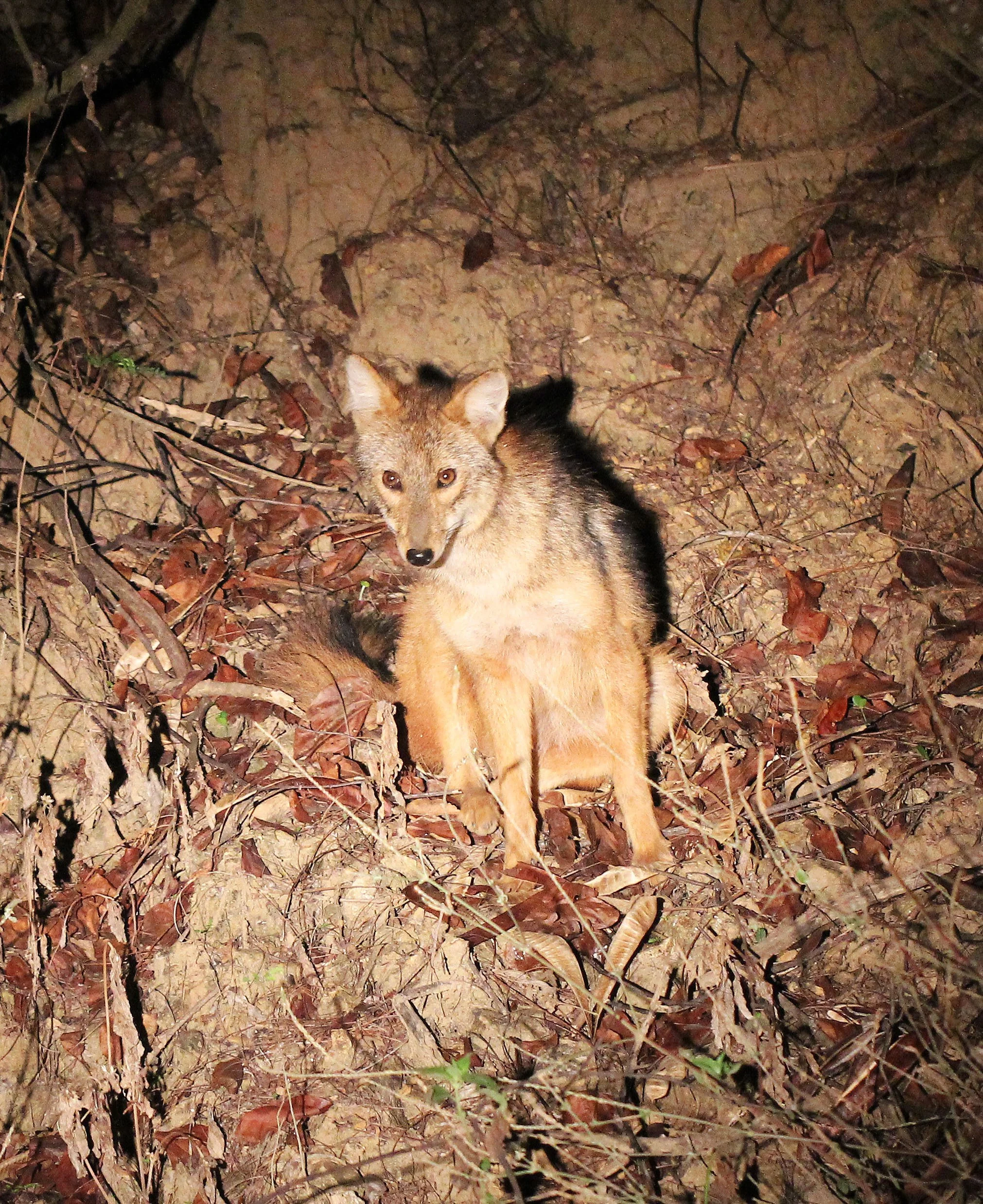 Canis aureus Asian Golden Jackals — Coke Smith Wildlife