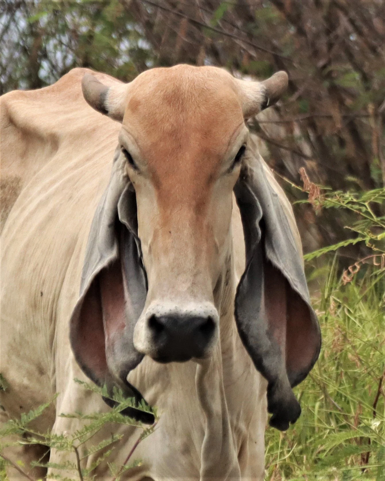 Bos taurus Domestic Cattle — Coke Smith Wildlife