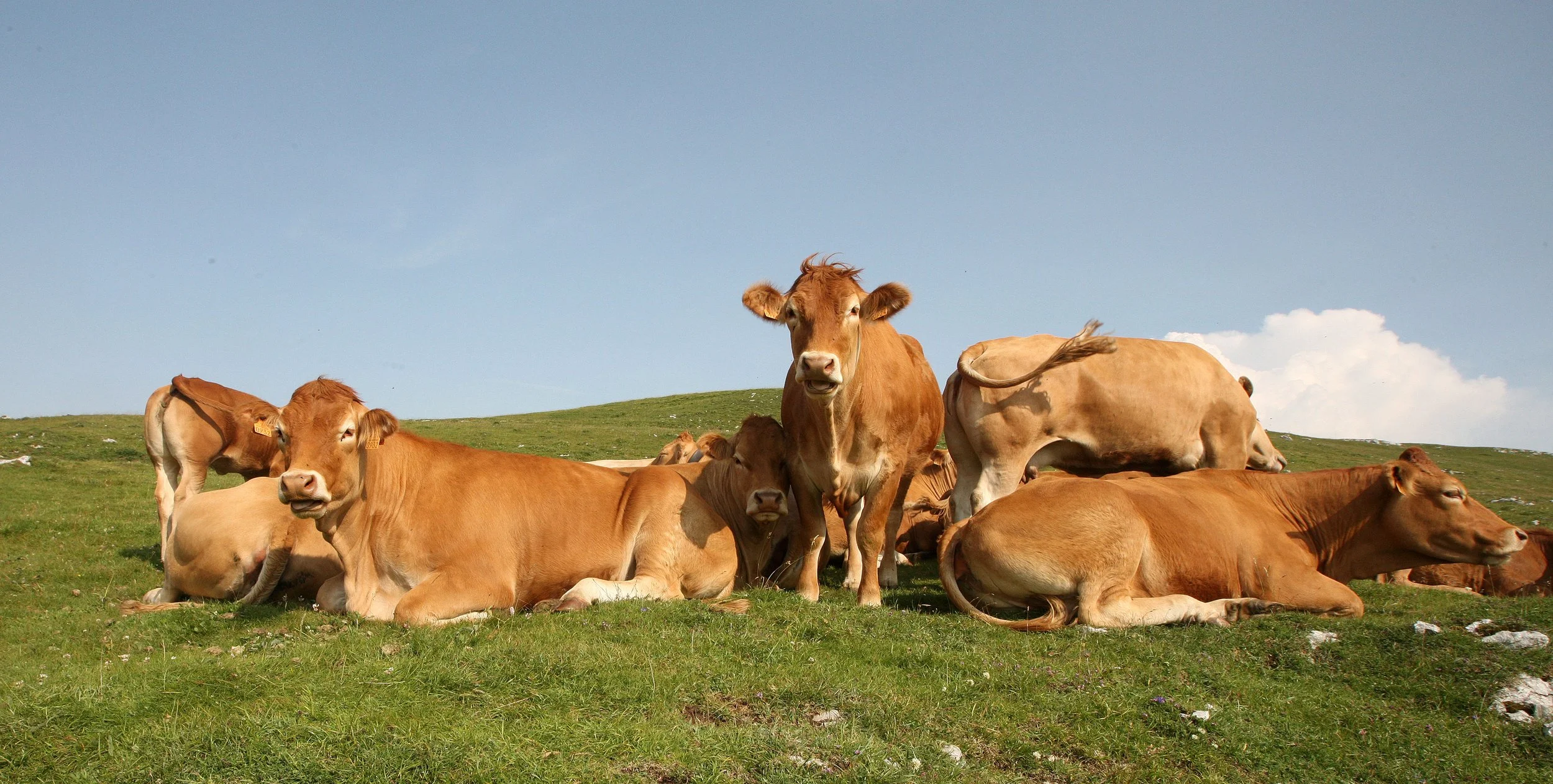 Bos taurus Domestic Cattle — Coke Smith Wildlife