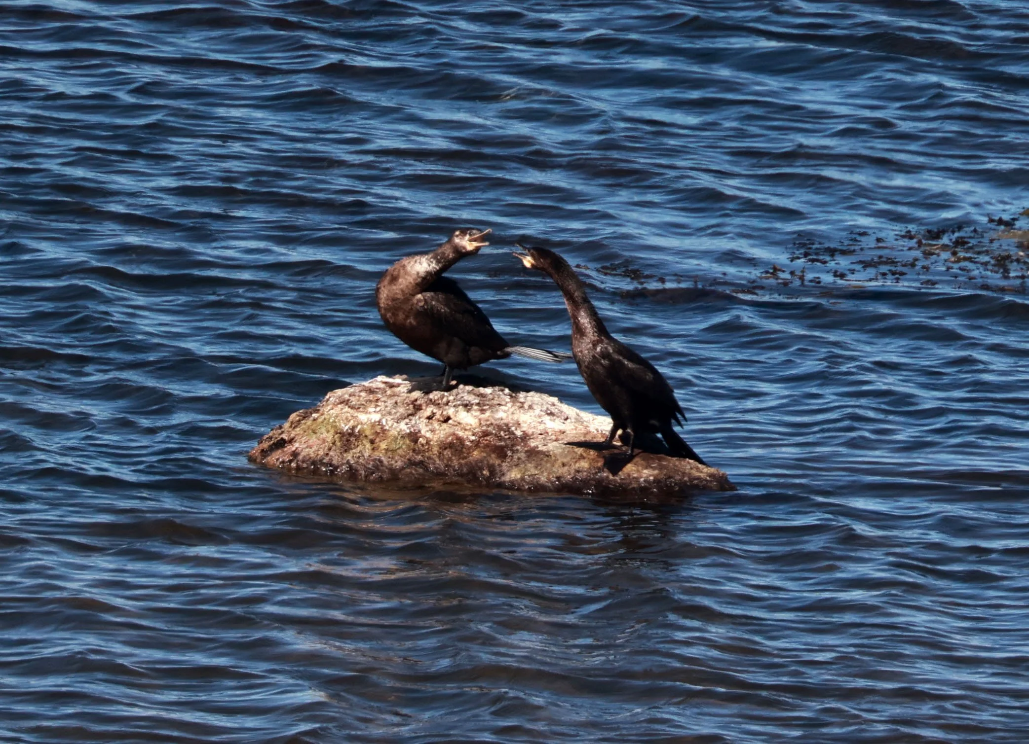 Birds of Lauca National Park, Chile — Coke Smith Wildlife
