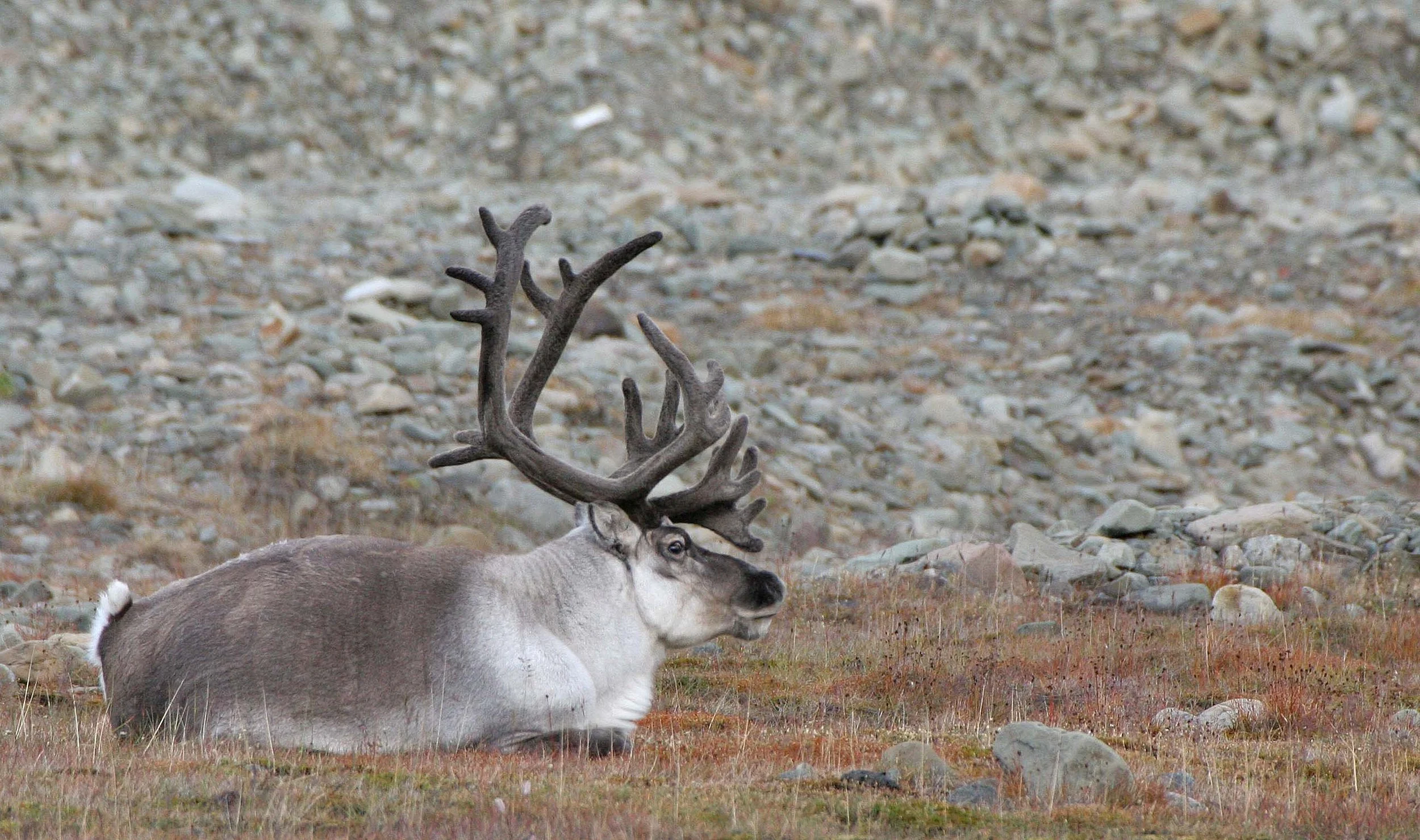 Family Cervidae the Deer — Coke Smith Wildlife