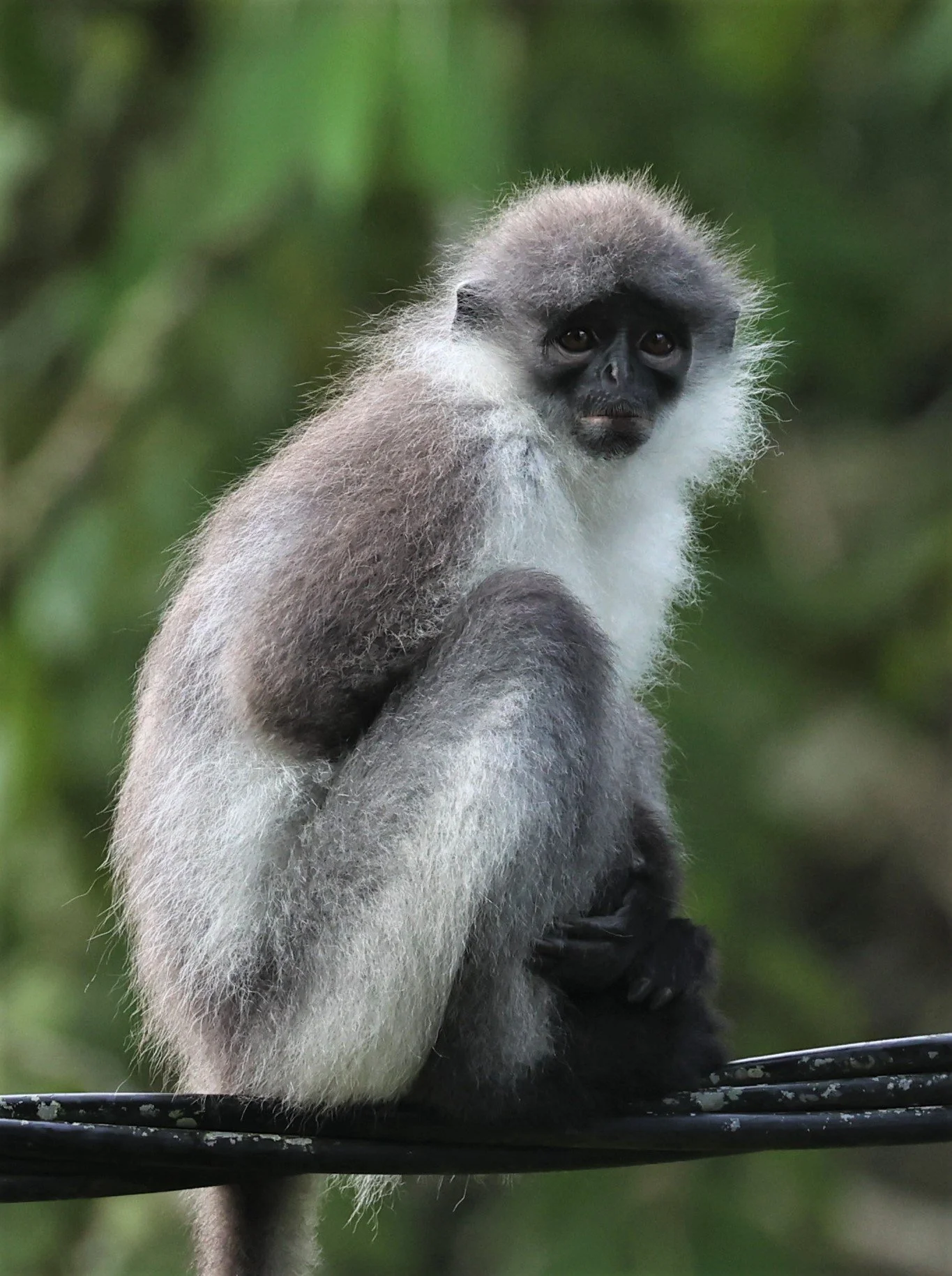 Trip Report Malaysia 2022 — Coke Smith Wildlife