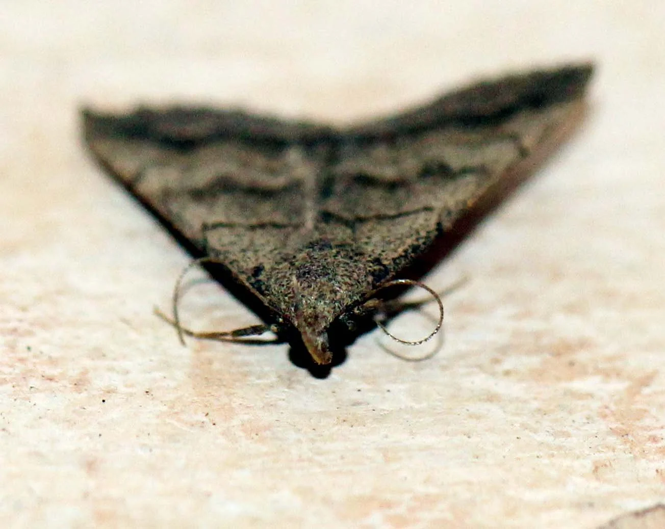 Family Geometridae - Geometer Moths — Coke Smith Wildlife