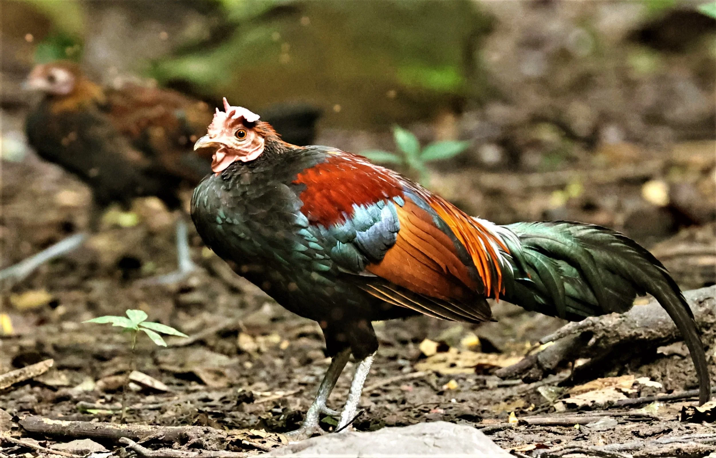 Genus Gallus, Jungle Fowl — Coke Smith Wildlife