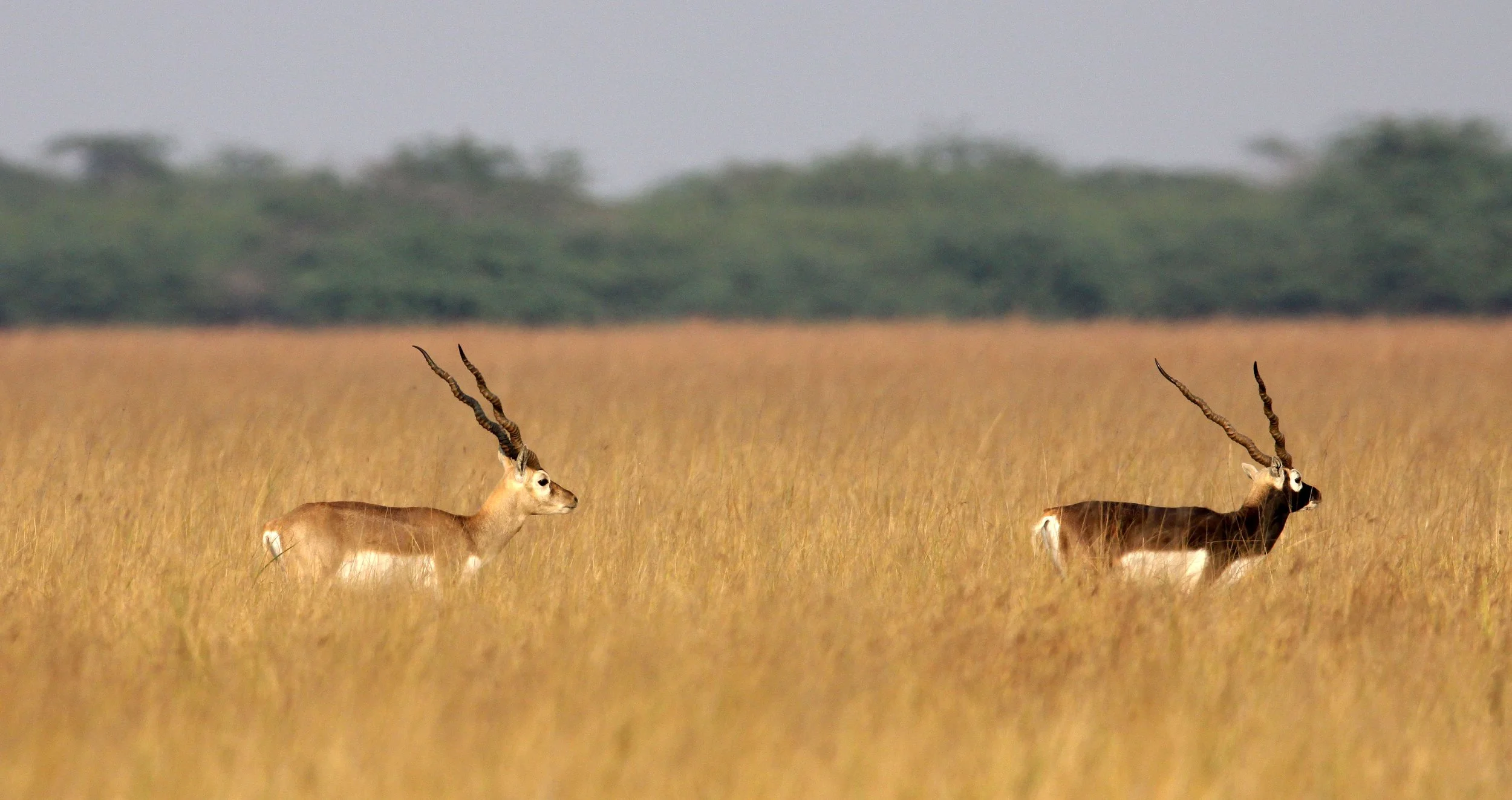 Antilope cervicapra Blackbuck — Coke Smith Wildlife
