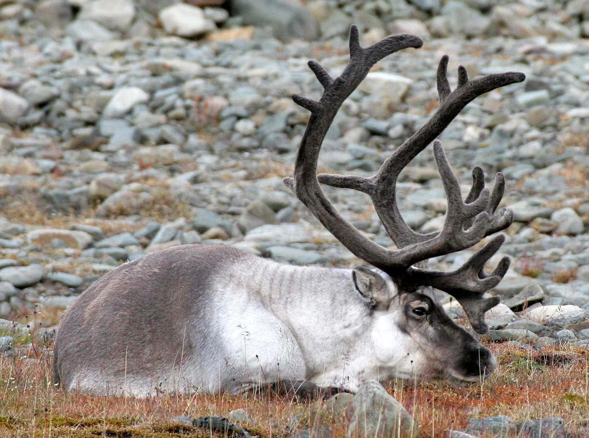 Genus Rangifer the Reindeer — Coke Smith Wildlife